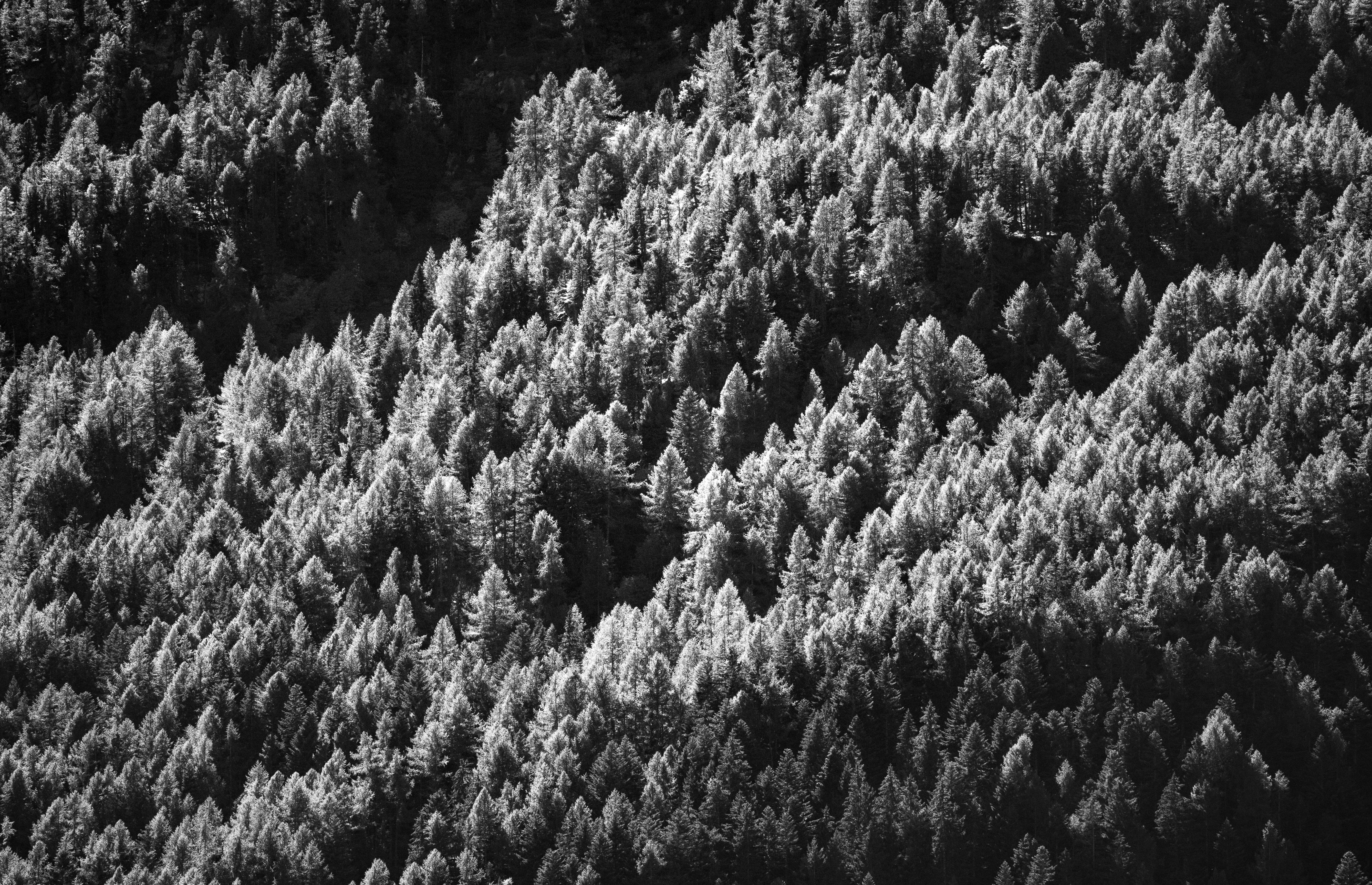 Black and White Forest Landscape in the Italian Alps · Free Stock Photo