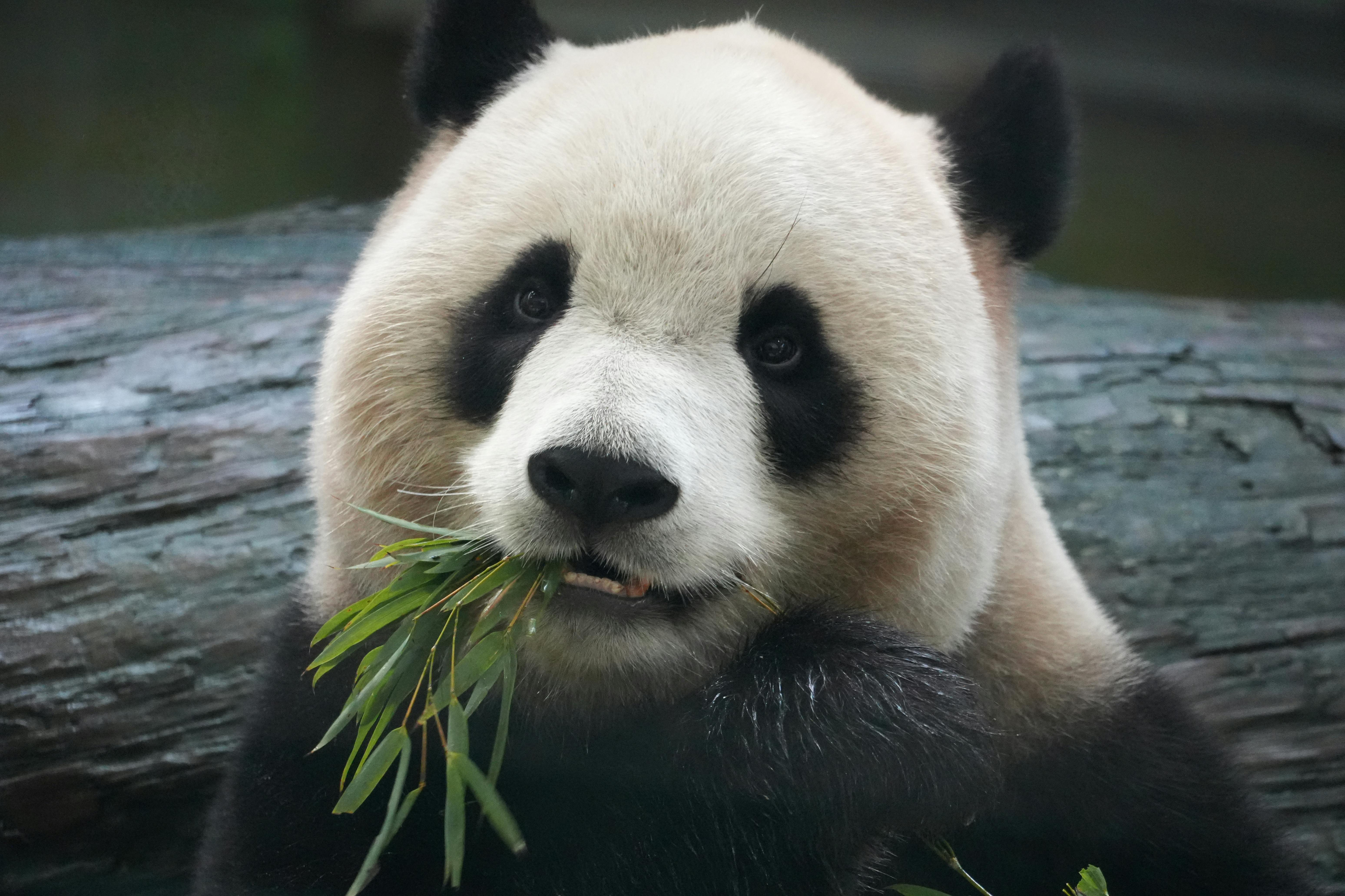 50 000+ Kungfu Panda 8k Wallpaper banque d’images et photos libres de ...