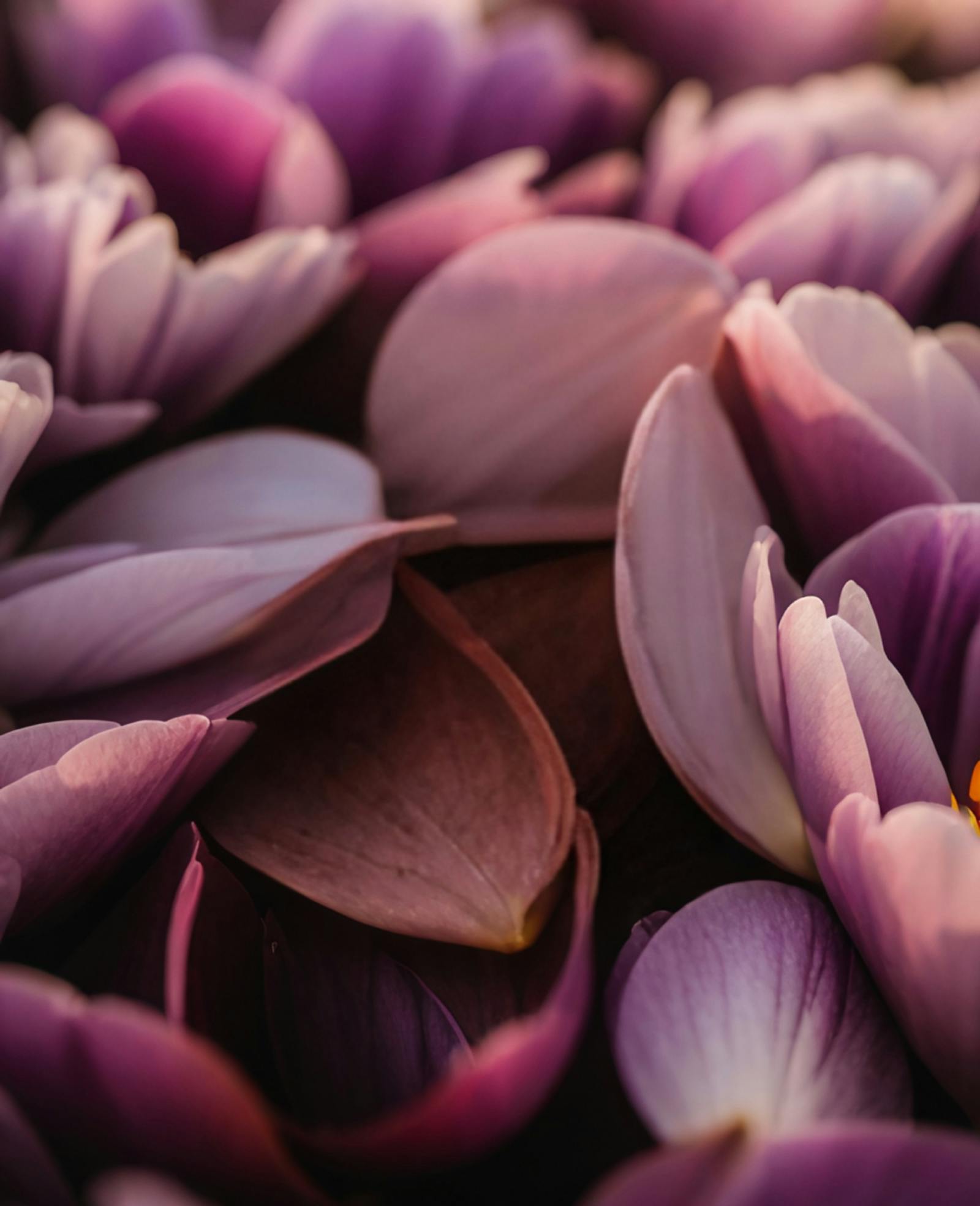 Flower Petals Photos, Download The BEST Free Flower Petals Stock Photos ...