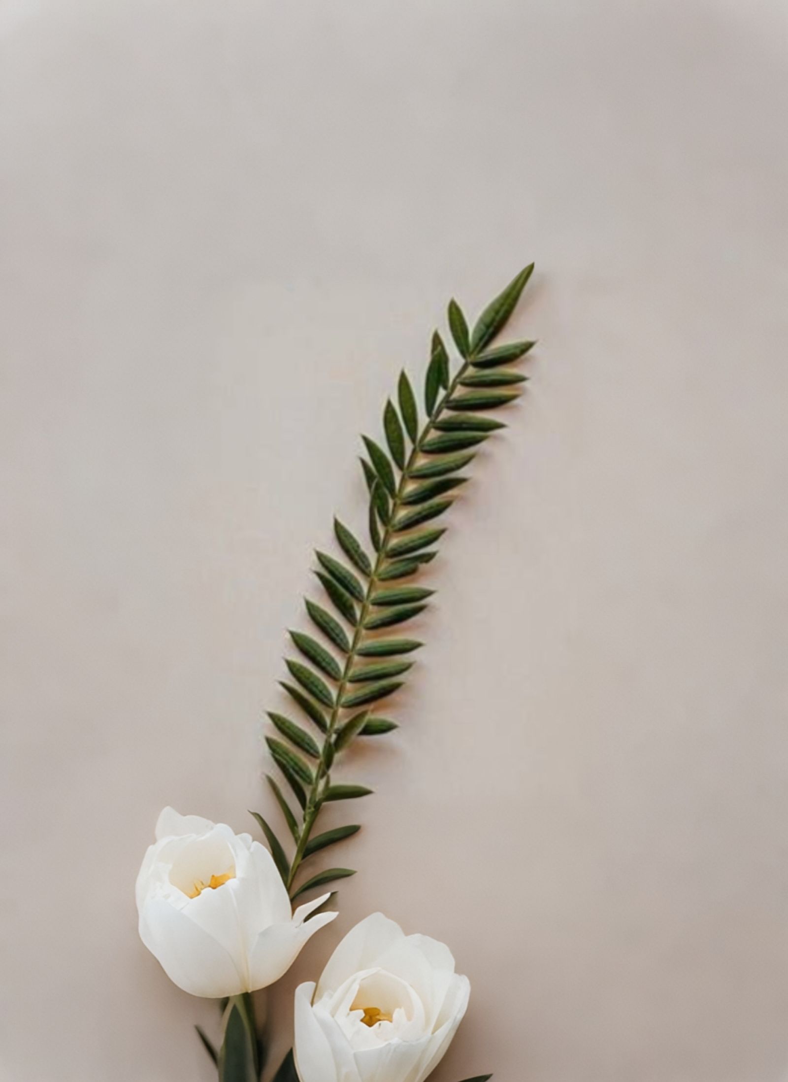 Soft Background Photos, Download The BEST Free Soft Background Stock ...