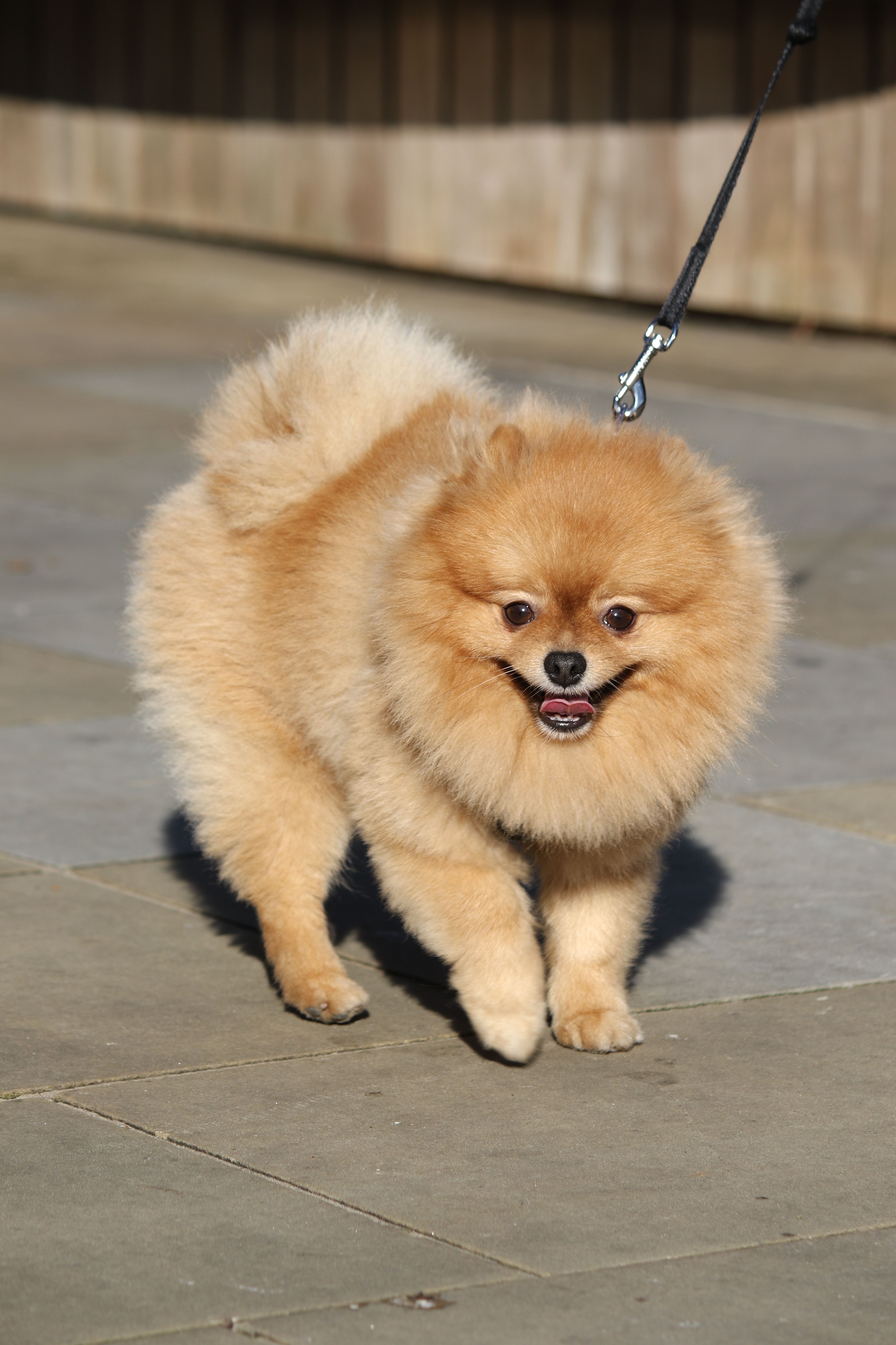 Pomeranian Dog Photos, Download The BEST Free Pomeranian Dog Stock ...