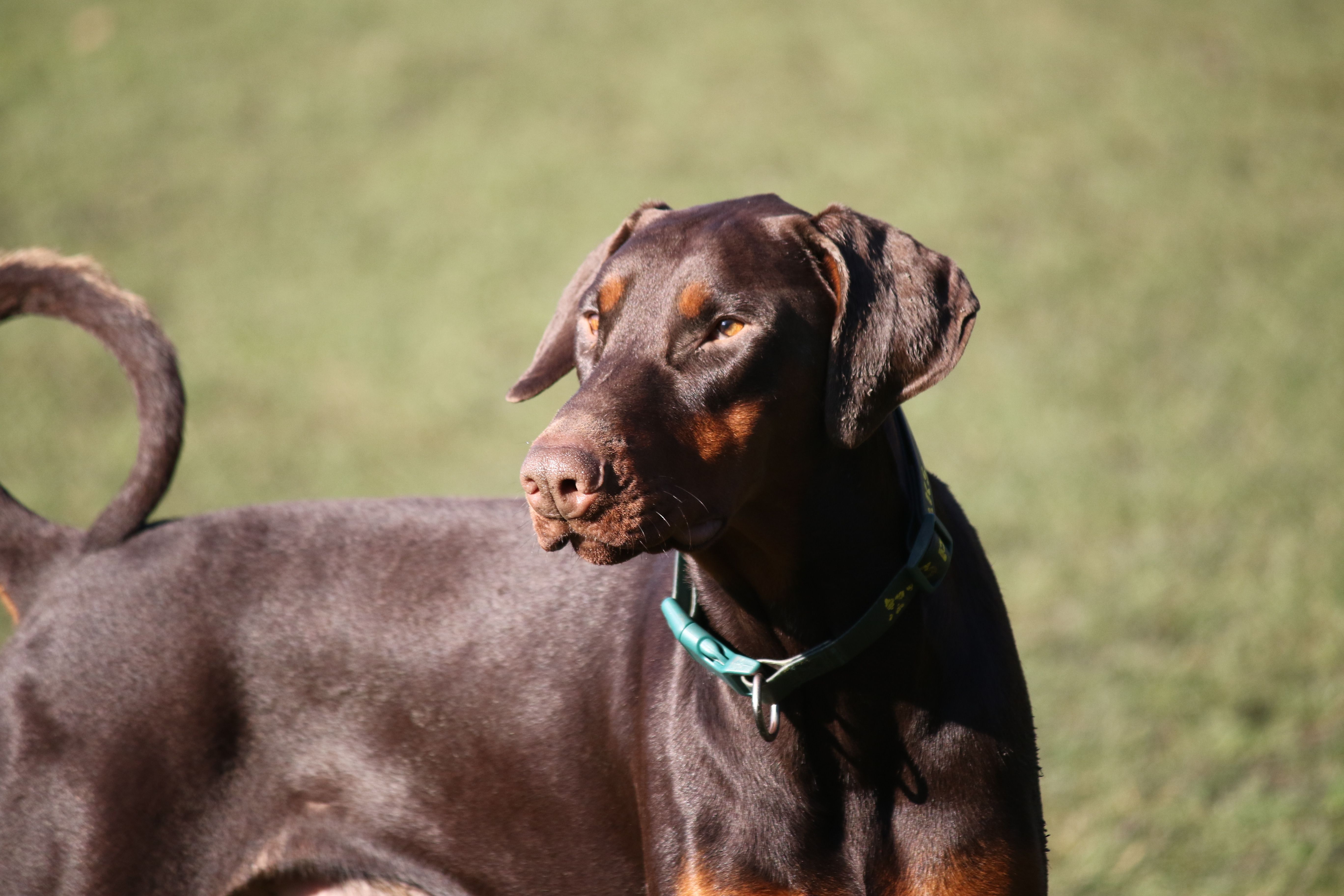Elegant Doberman Pinscher in Sunlit Field · Free Stock Photo