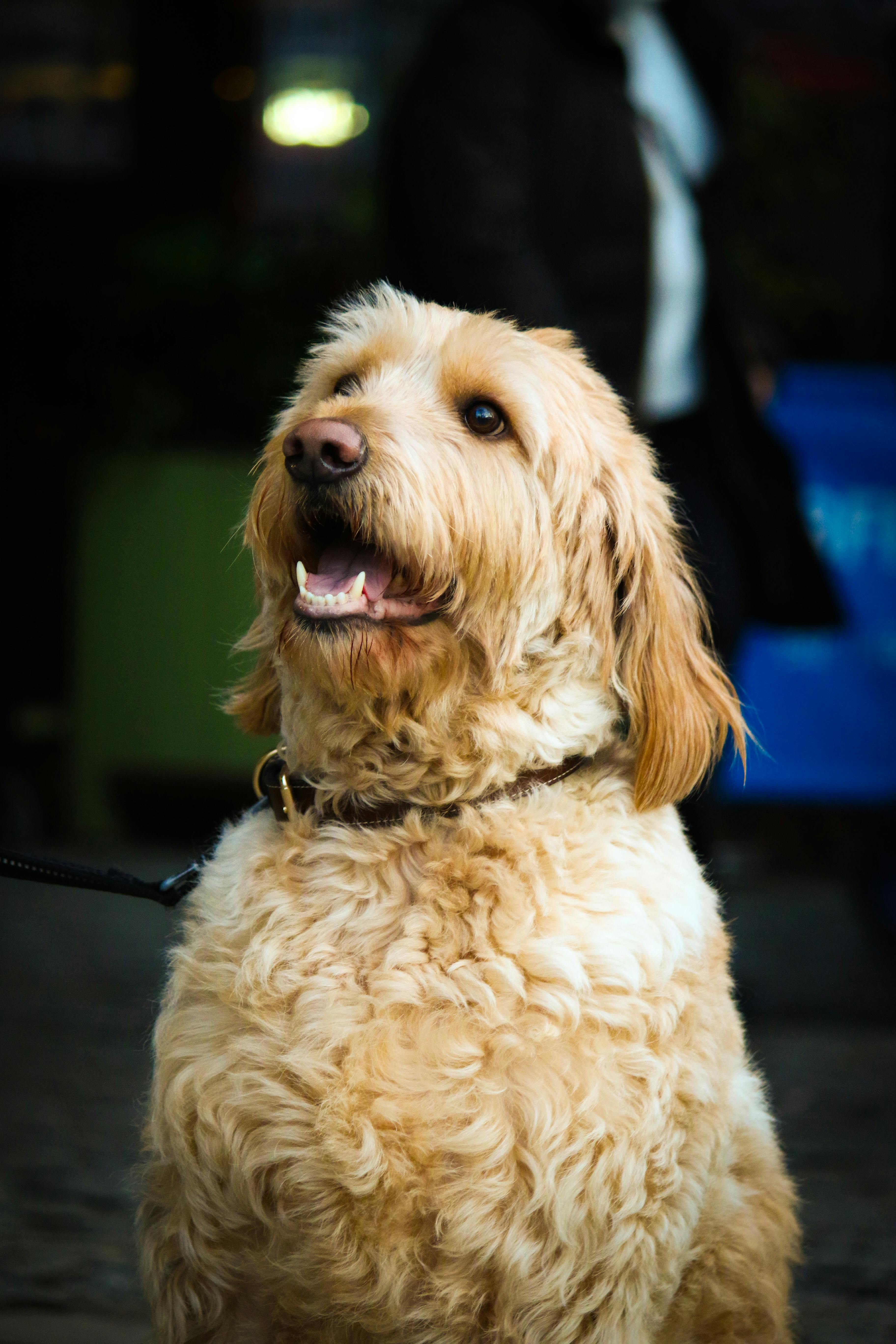Charming Labradoodle Dog Portrait Outdoors · Free Stock Photo