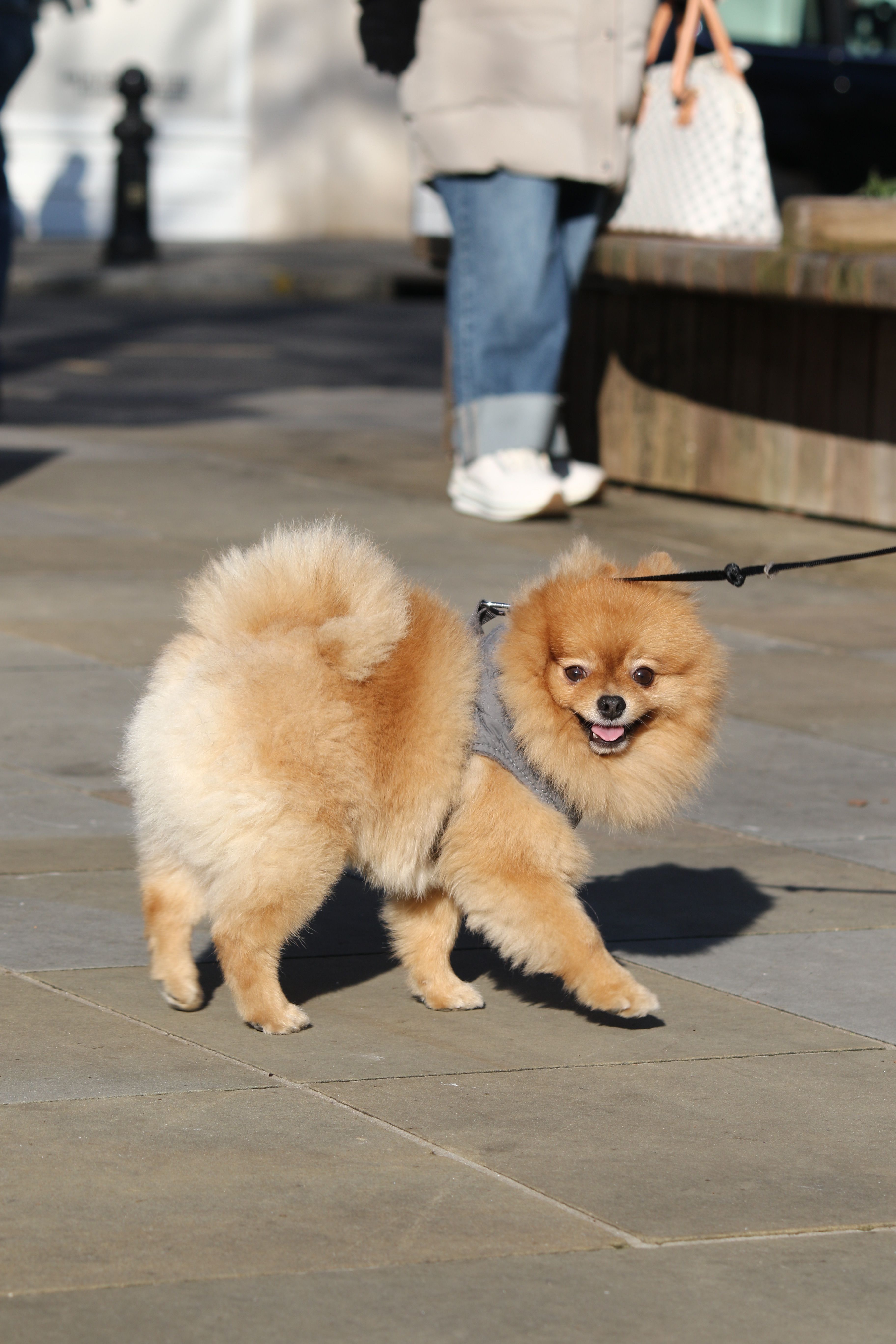 Dog Collar And Leach Photos, Download The BEST Free Dog Collar And ...