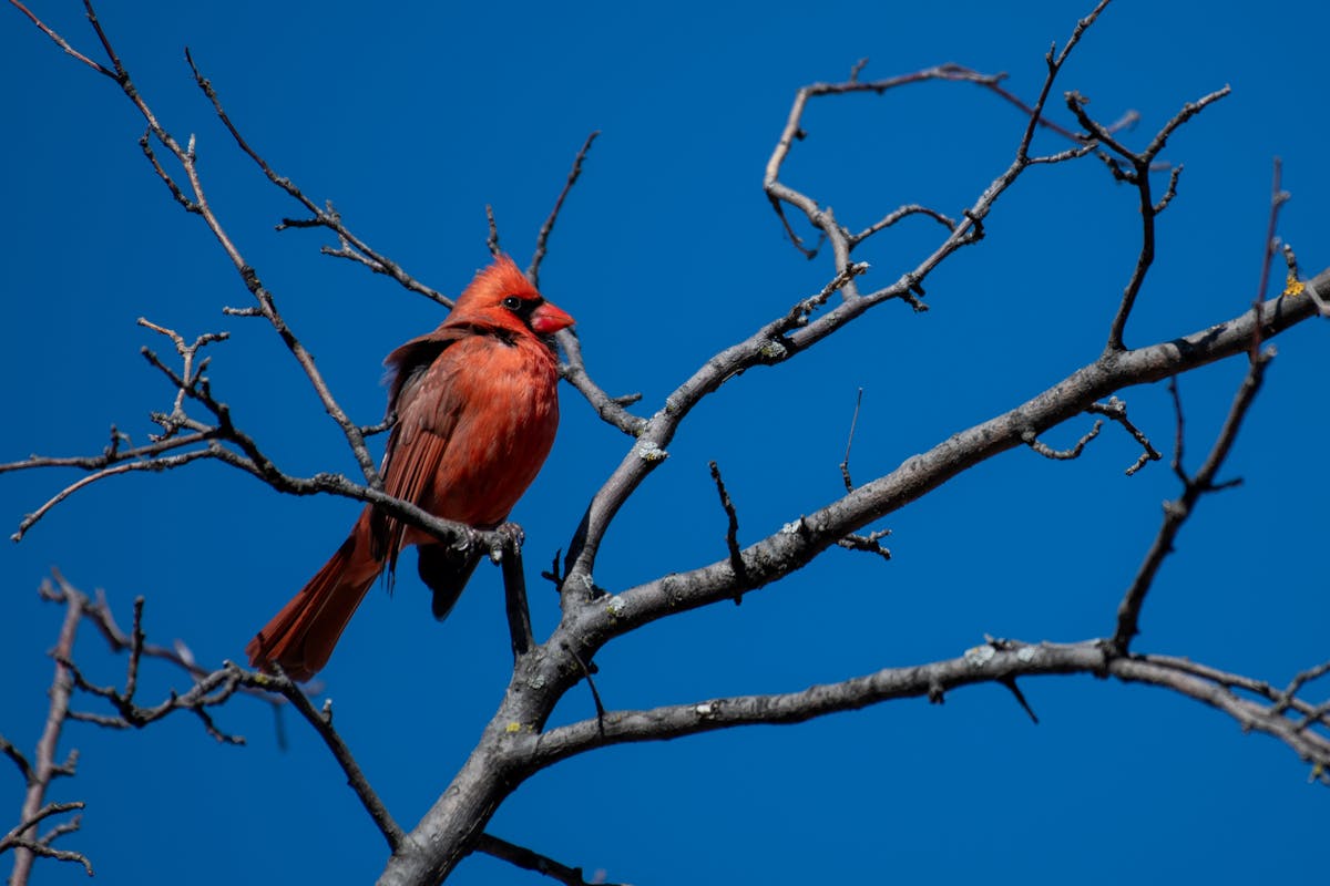 Blue Jay And Red Cardinal Photos, Download The BEST Free Blue Jay And ...