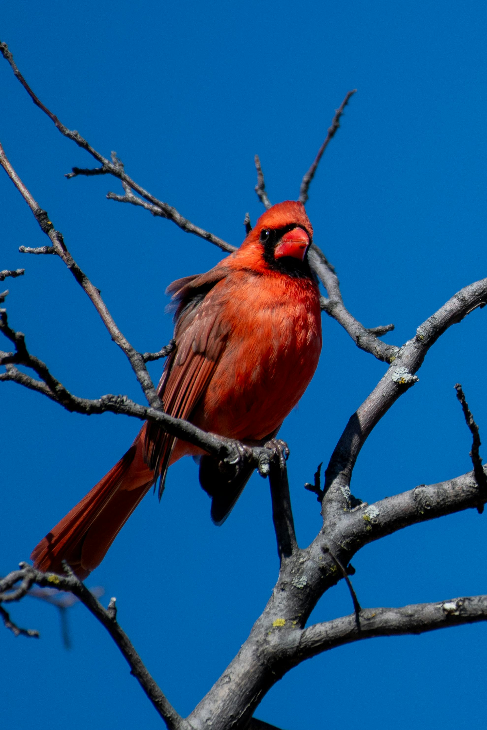 Cardinal Bird Photos, Download The BEST Free Cardinal Bird Stock Photos ...