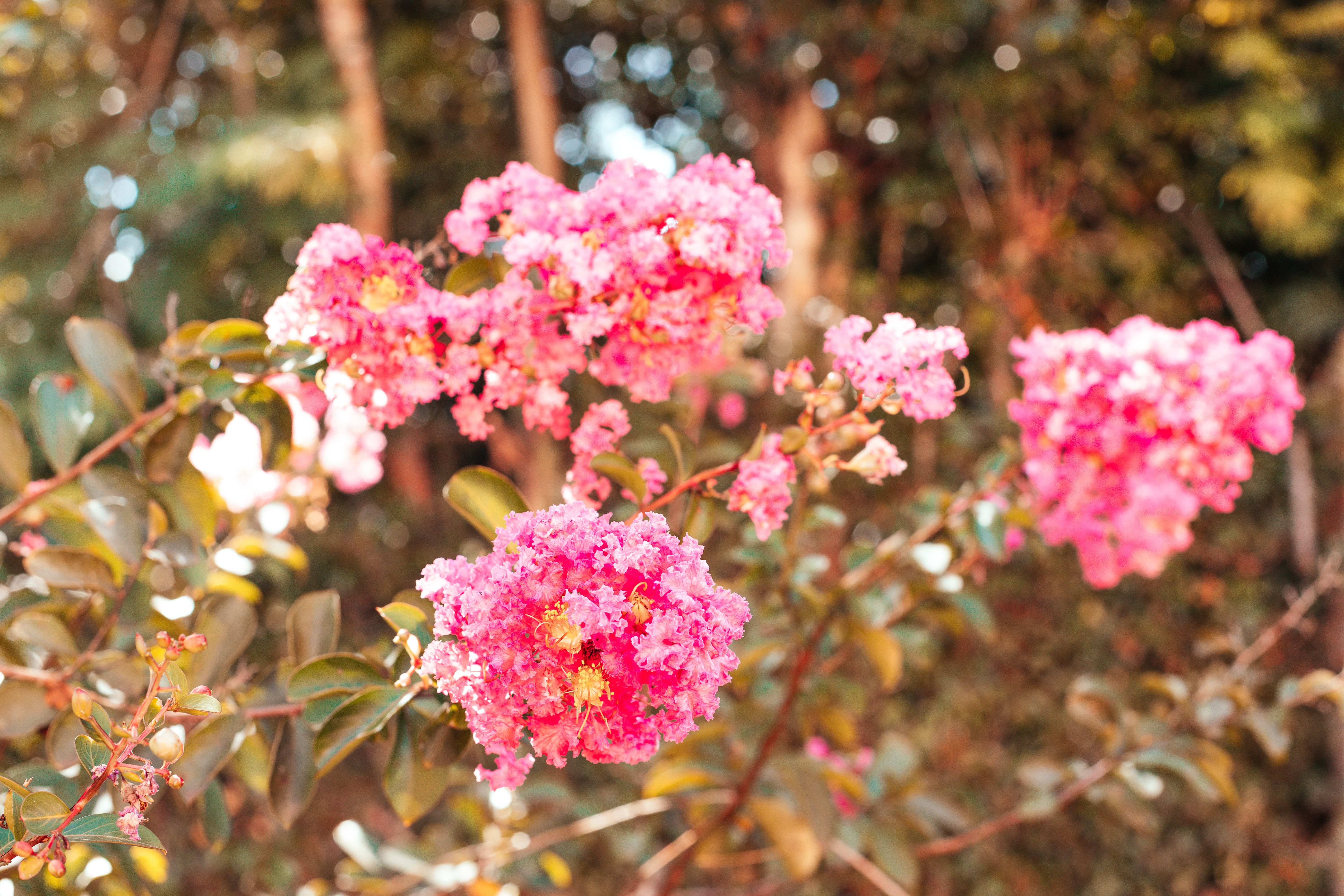 107+ Fotos y Imágenes de Lagerstroemia çiçekler Gratis · Banco de Fotos ...