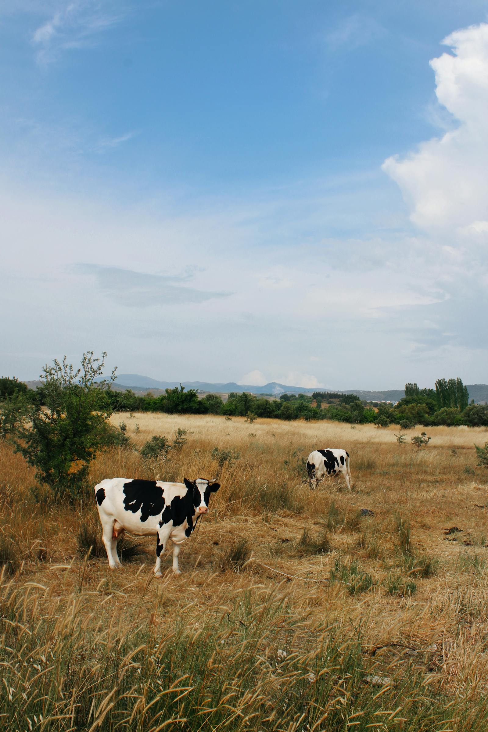 Cow Outline Photos, Download The BEST Free Cow Outline Stock Photos ...