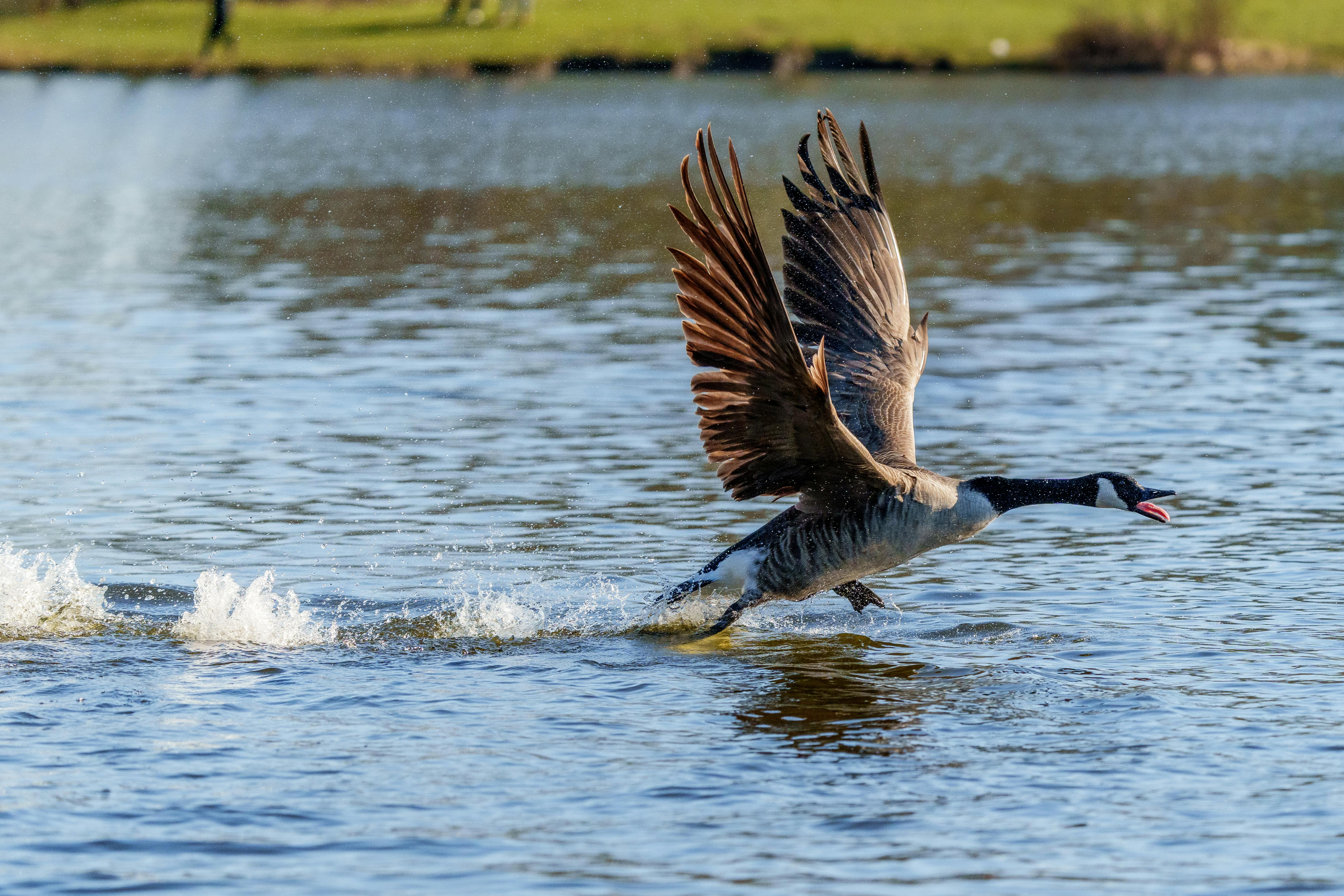 Canada Goose Taking Off from Water Surface · Free Stock Photo