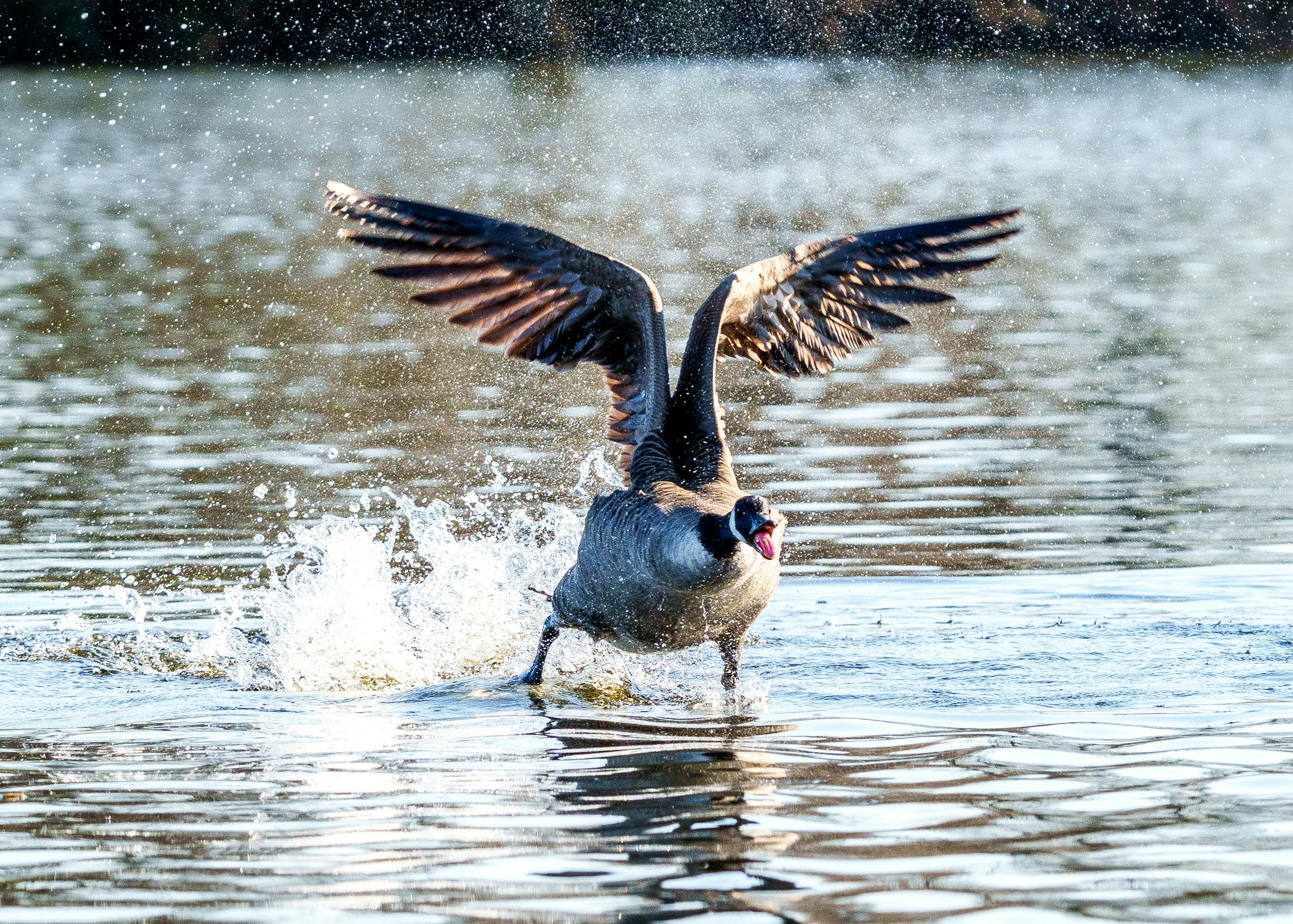 Majestic Canada Goose Taking Off From Water · Free Stock Photo