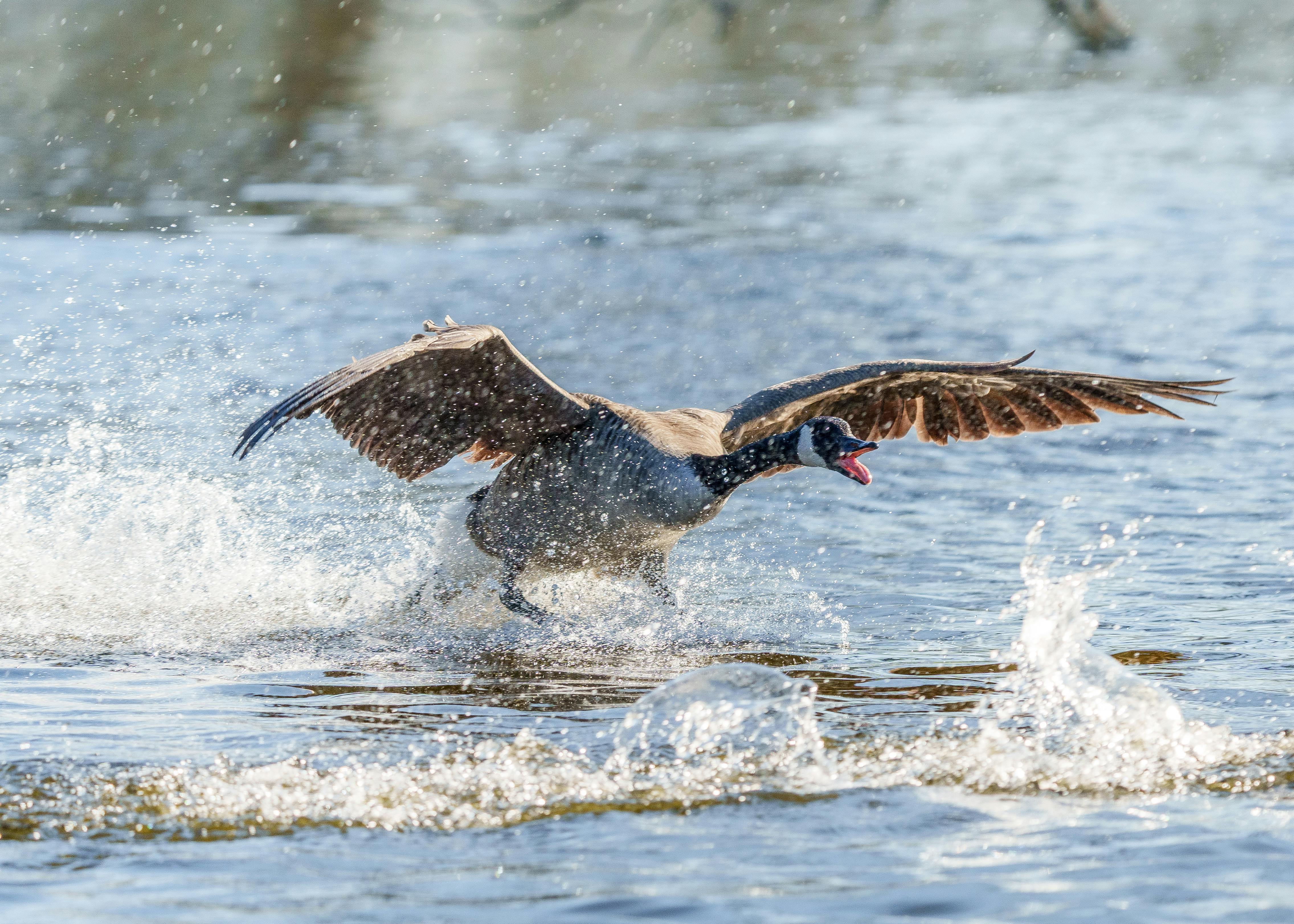 Canada Goose Taking Flight Over Water Surface · Free Stock Photo