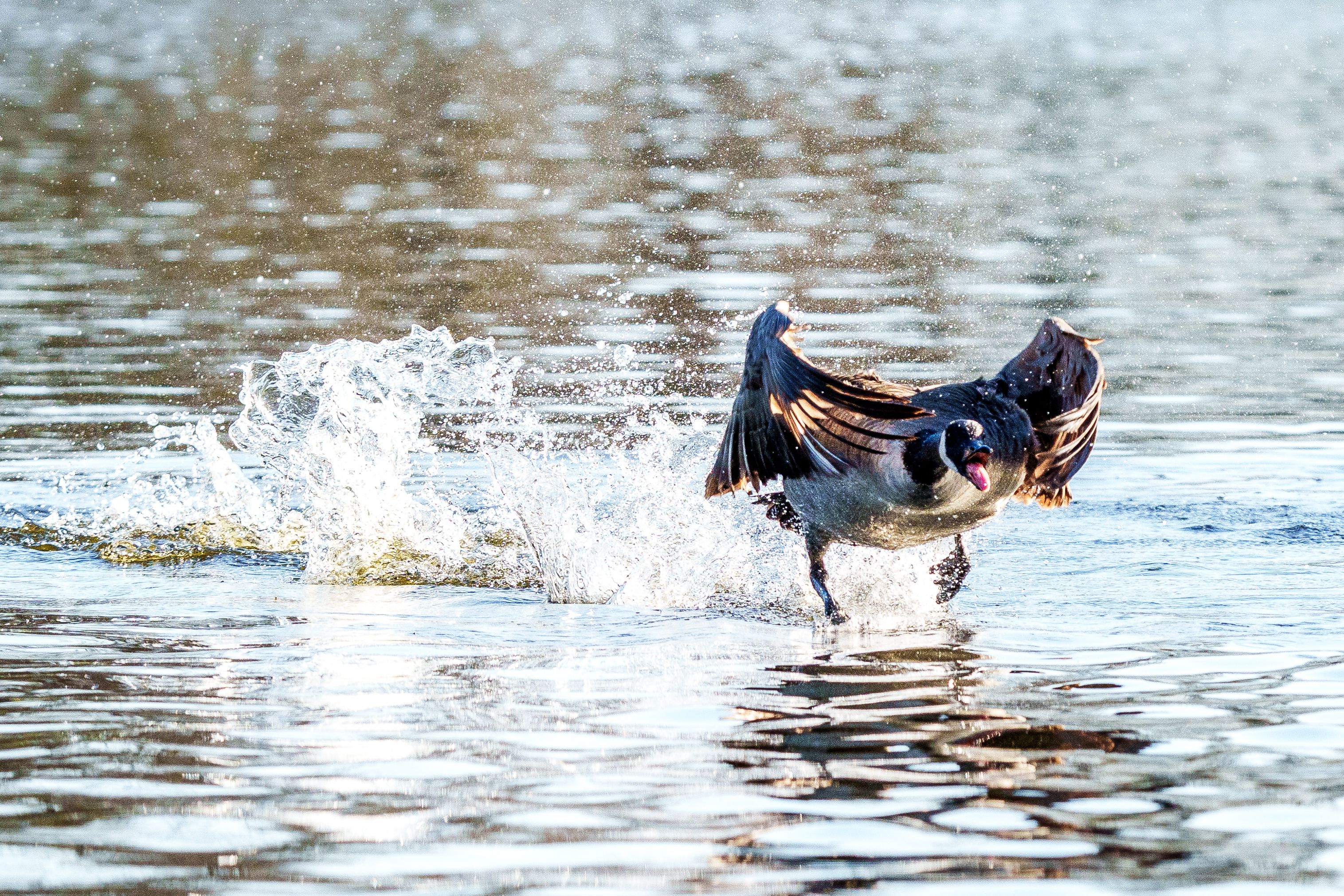 Dramatic Capture of Goose Skimming Water Surface · Free Stock Photo