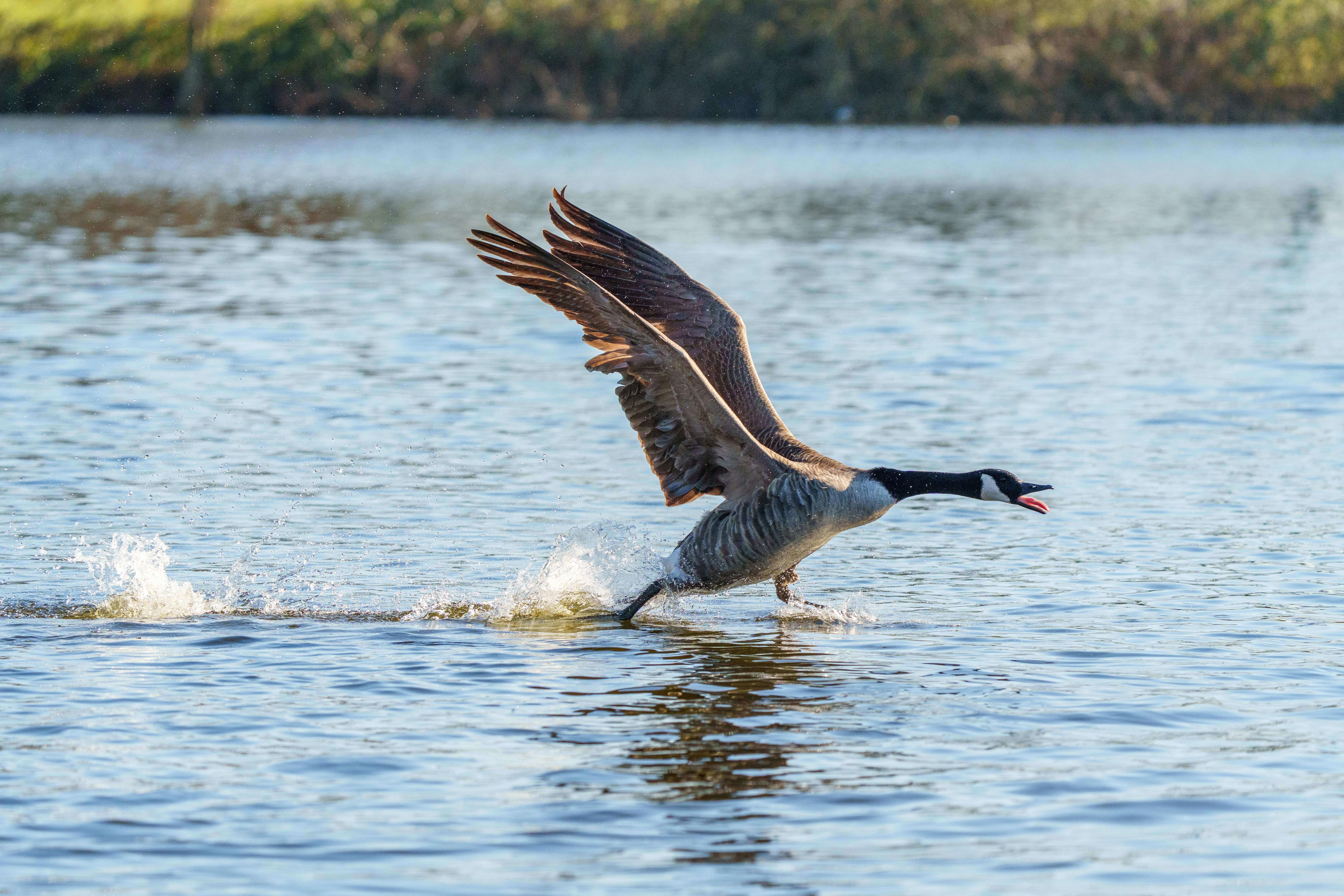 Canada Goose Taking Flight on a Lake Surface · Free Stock Photo