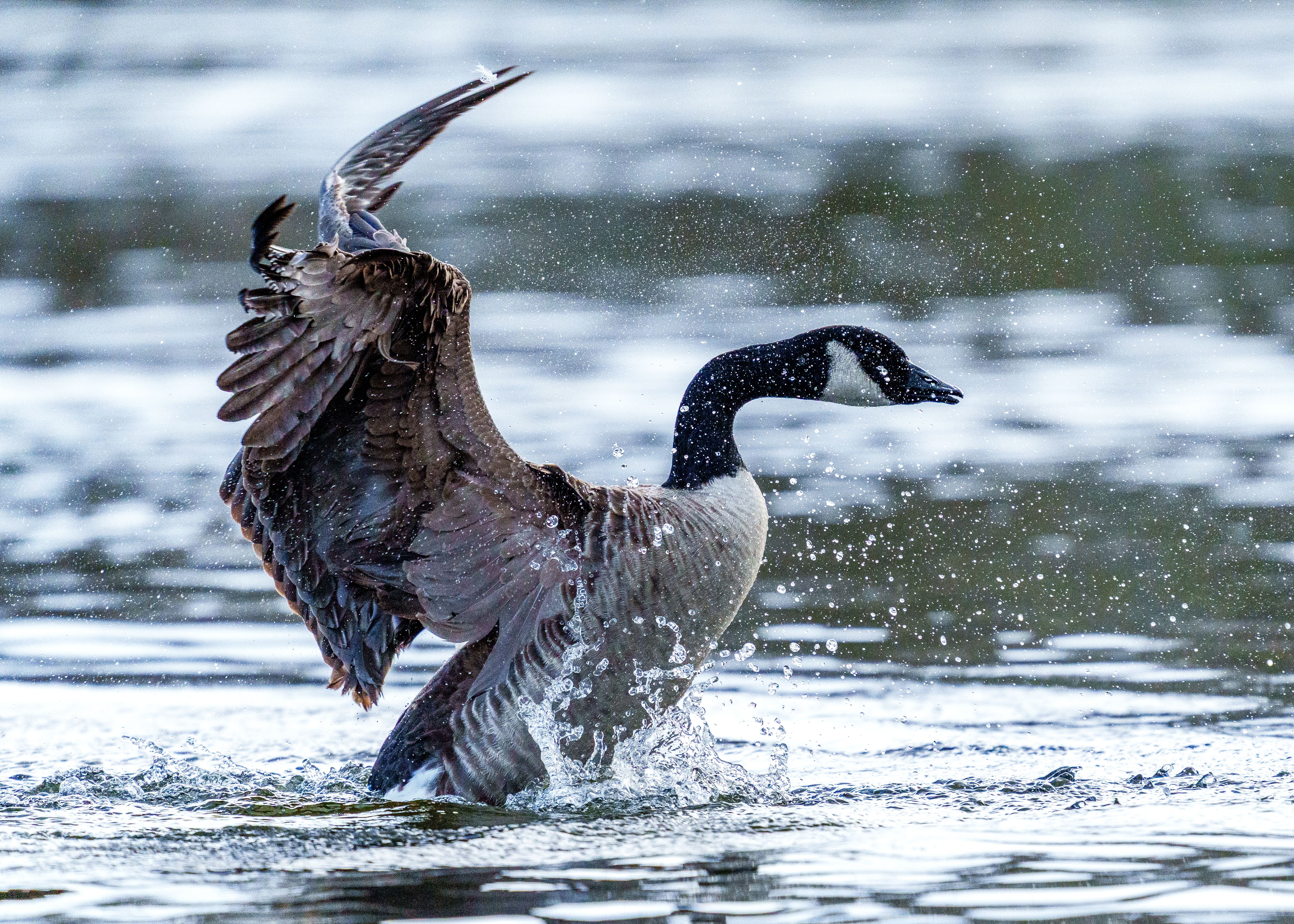 Ganso Canadiense Desplegando Sus Alas Mientras Salpica Agua · Foto de ...