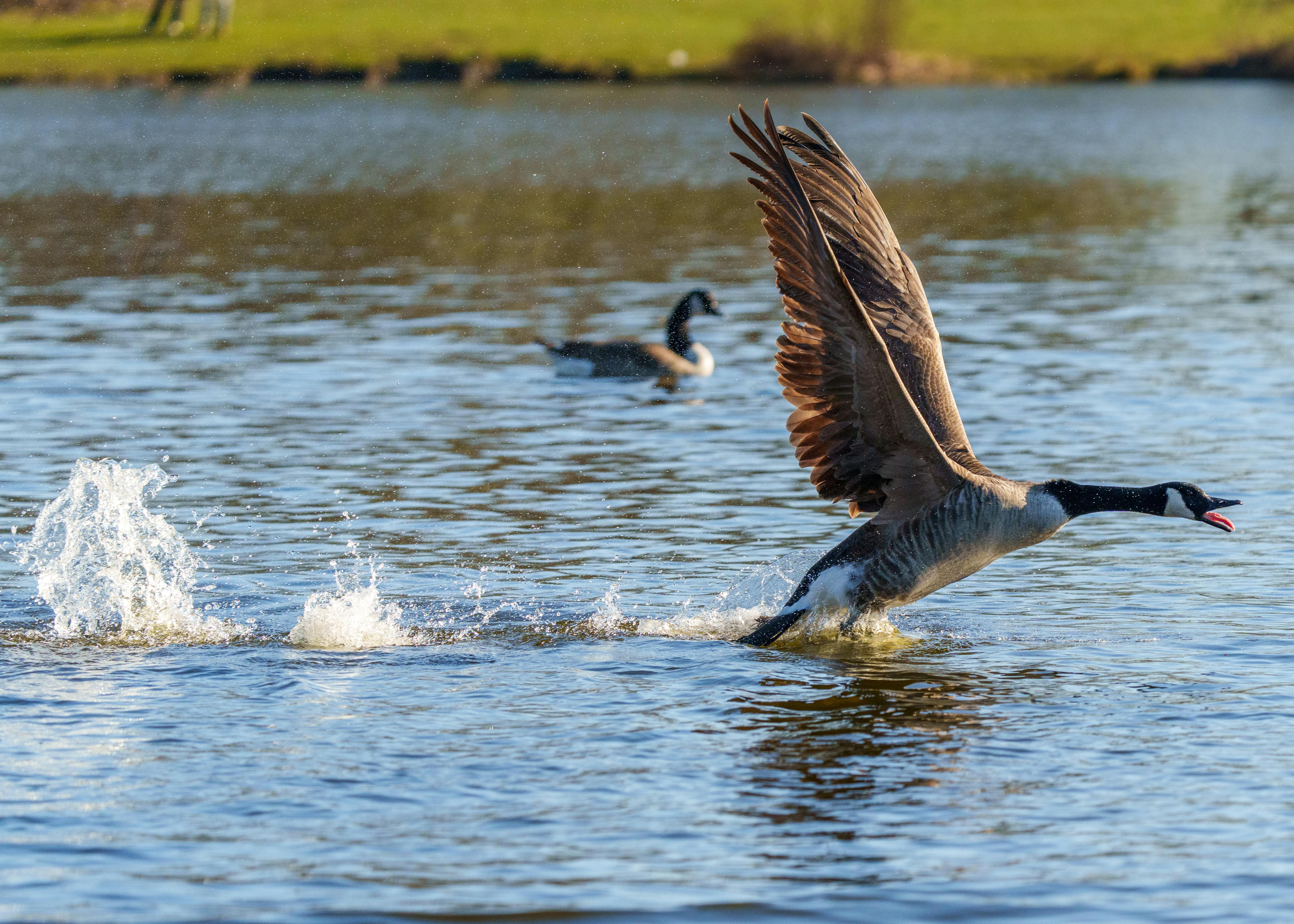 Canada Geese Taking Flight from a Calm Lake · Free Stock Photo