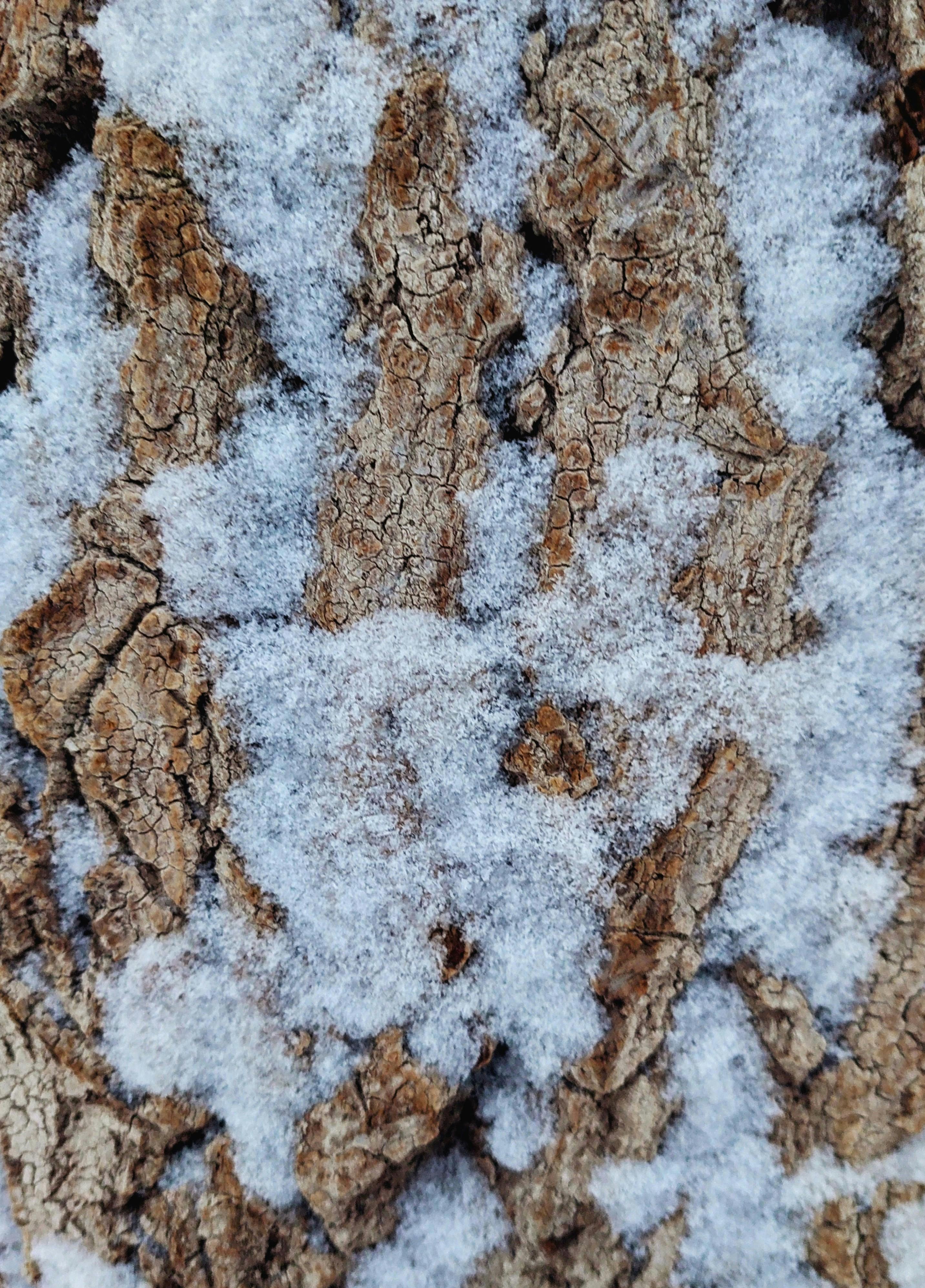 Snow-Covered Tree Bark Close-Up in Winter · Free Stock Photo