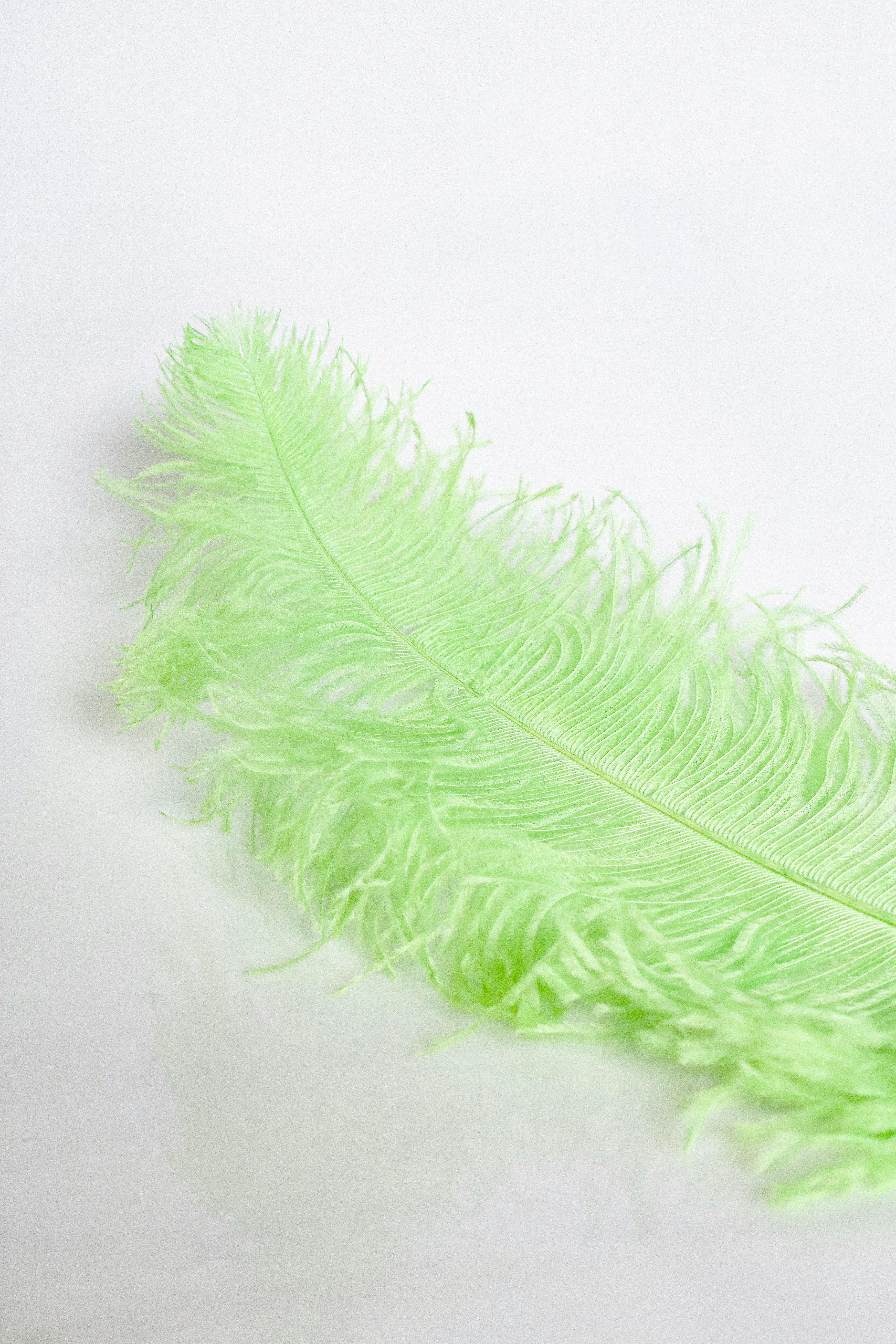 Vibrant Green Feather on White Background · Free Stock Photo