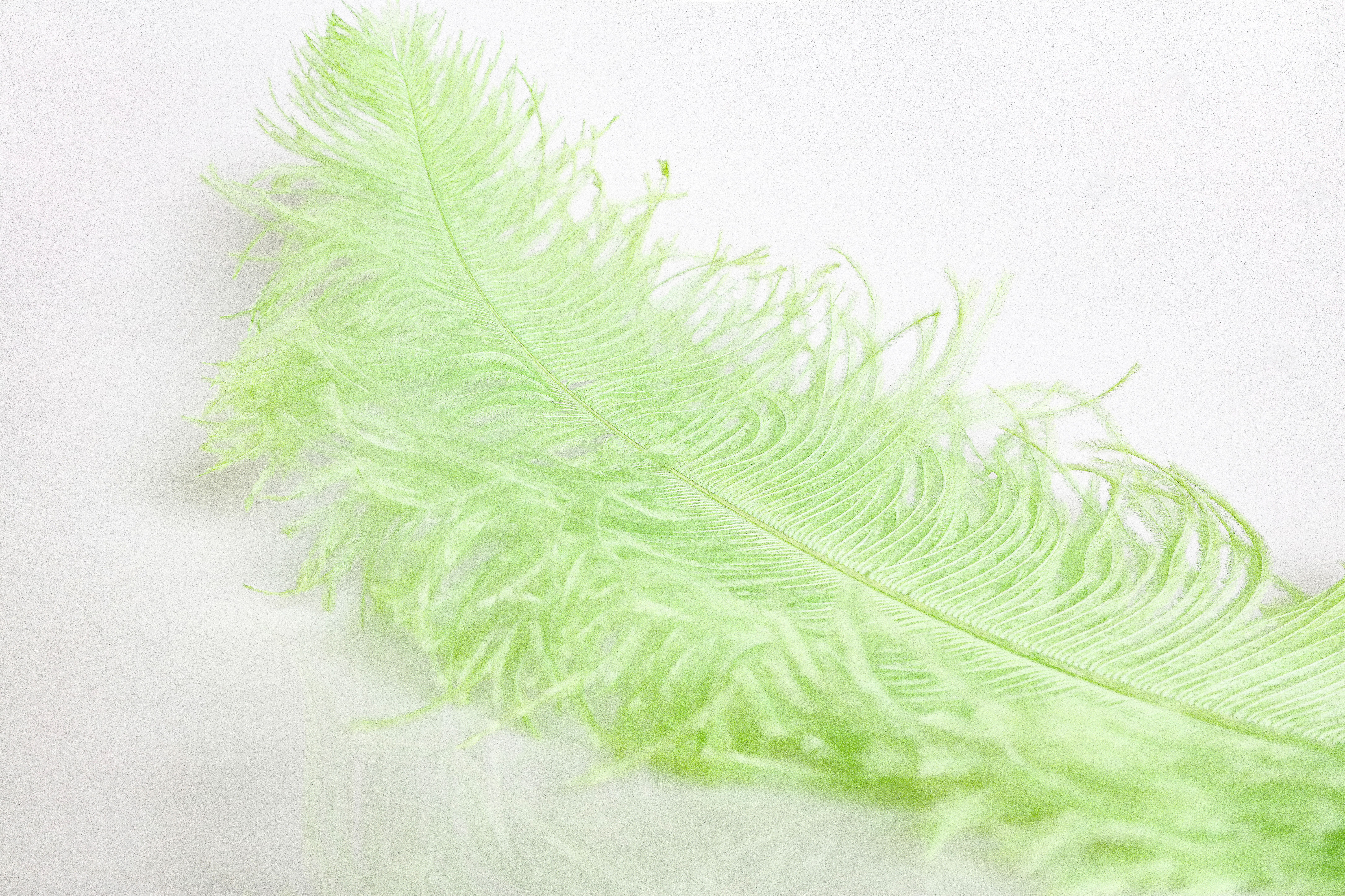 Close-up of a Delicate Light Green Feather · Free Stock Photo