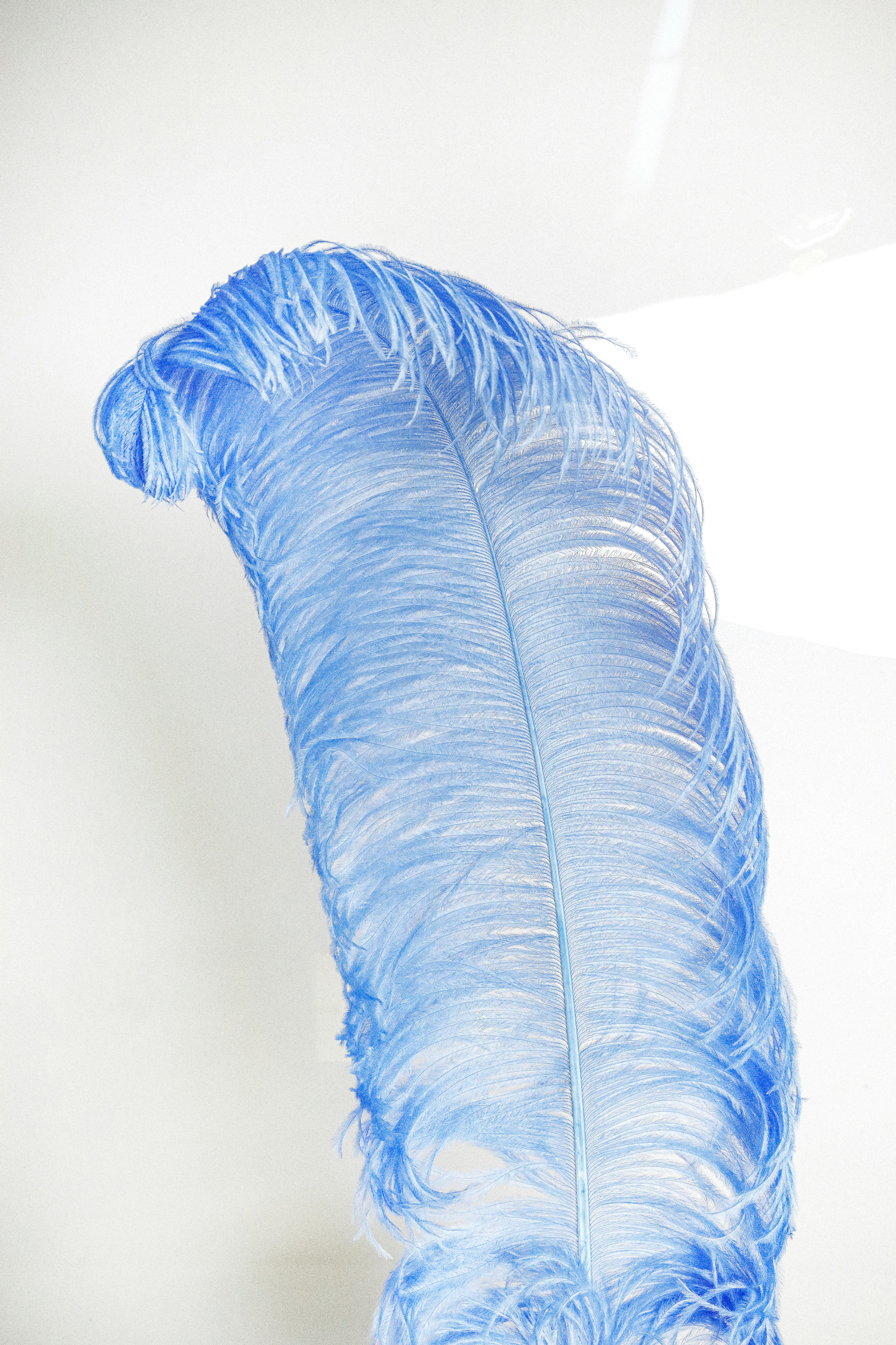 Close-up of a Single Blue Feather on White Background · Free Stock Photo