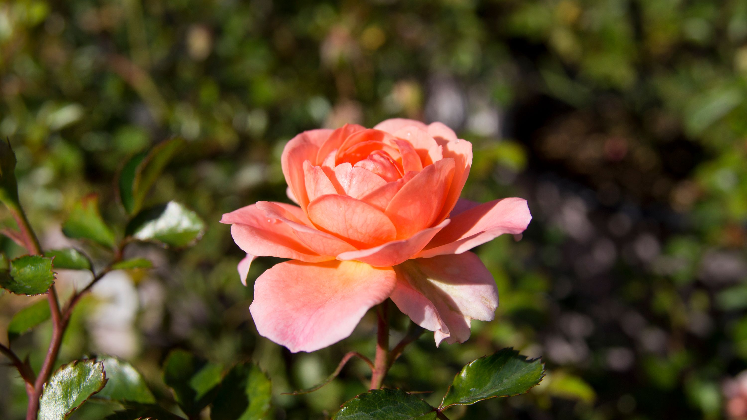 Close-up of Vibrant Orange Rose in Florida Garden · Free Stock Photo