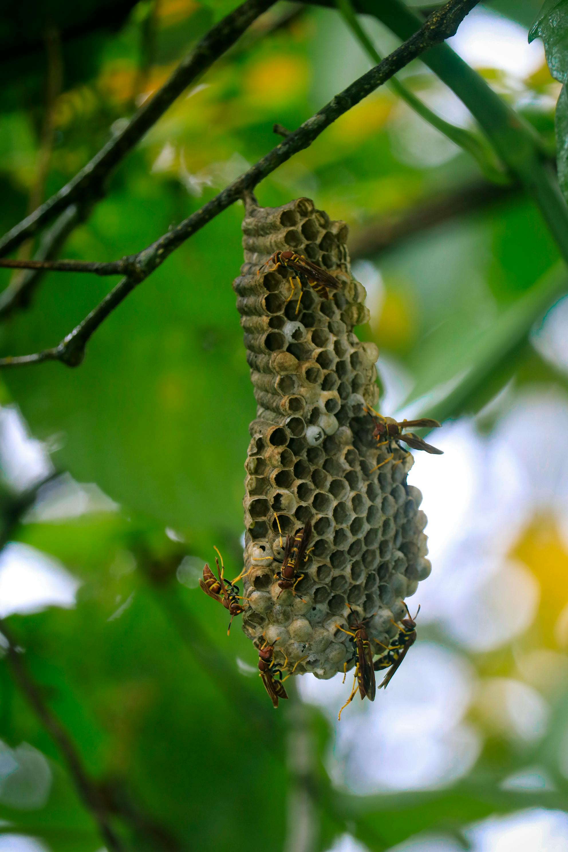 Close-up of Wasps on Honeycomb in Puerto Plata · Free Stock Photo