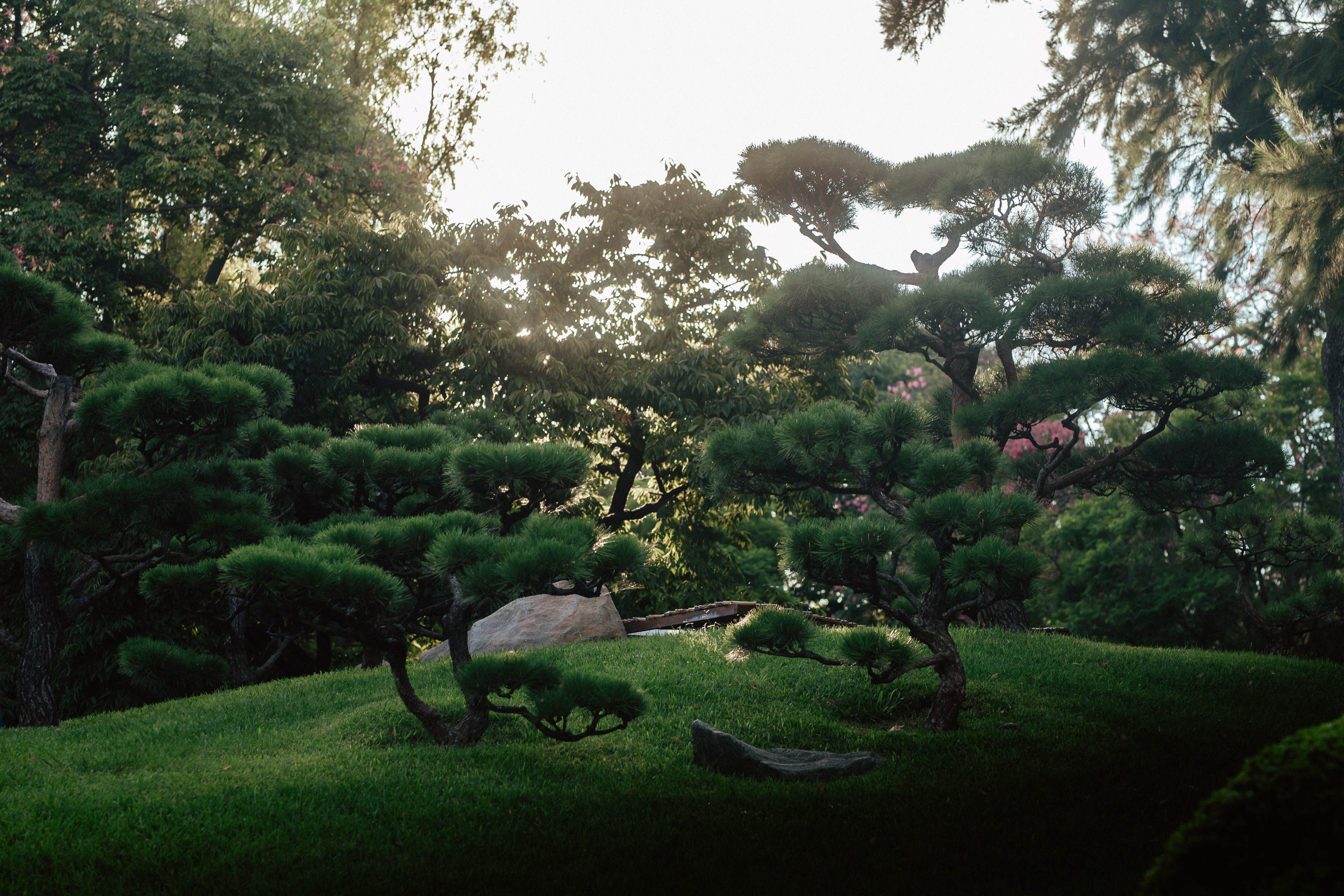 Japanese Garden with Lush Greenery and Bonsai Trees · Free Stock Photo