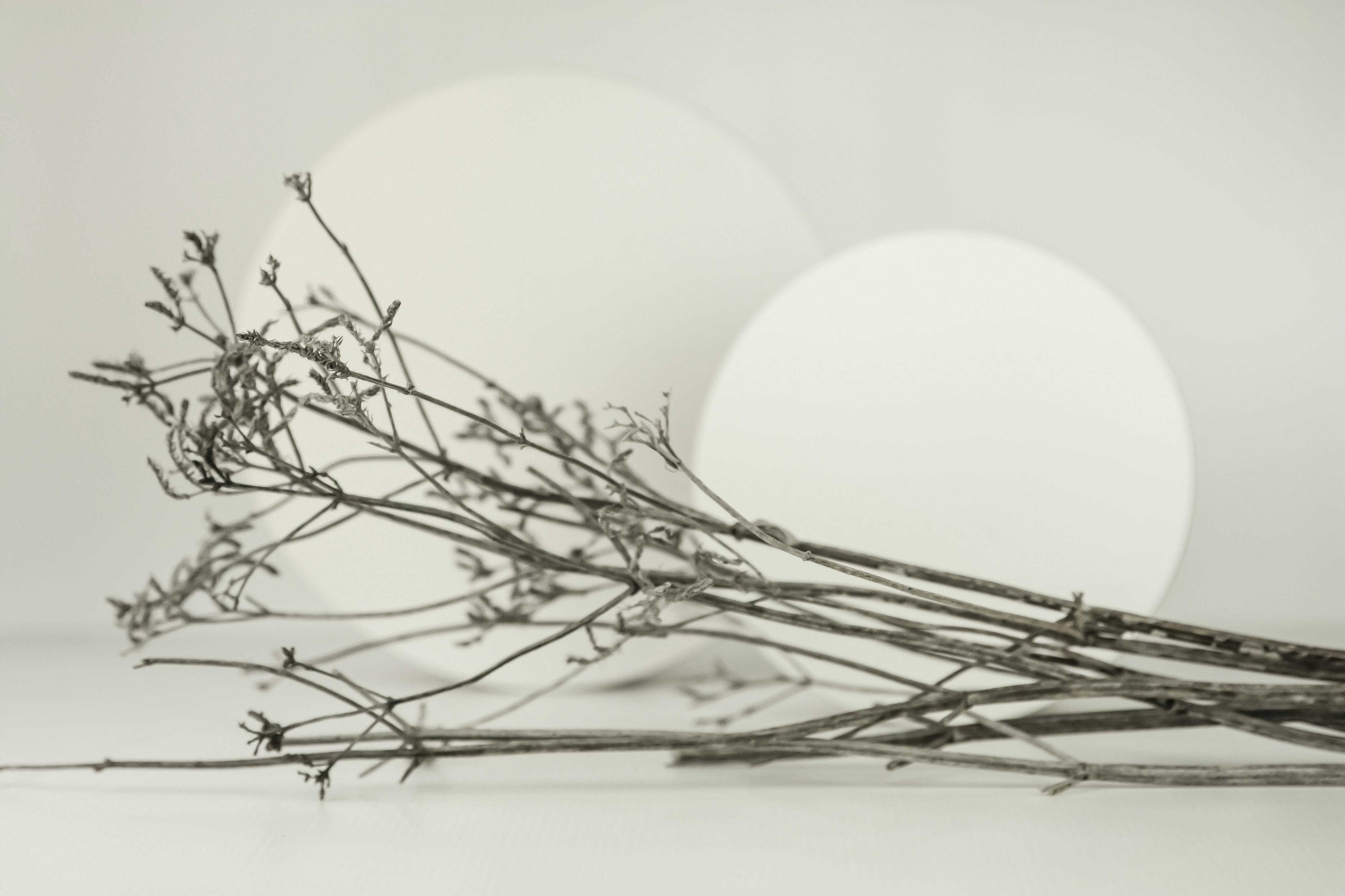 Minimalist Composition With Dried Twigs · Free Stock Photo