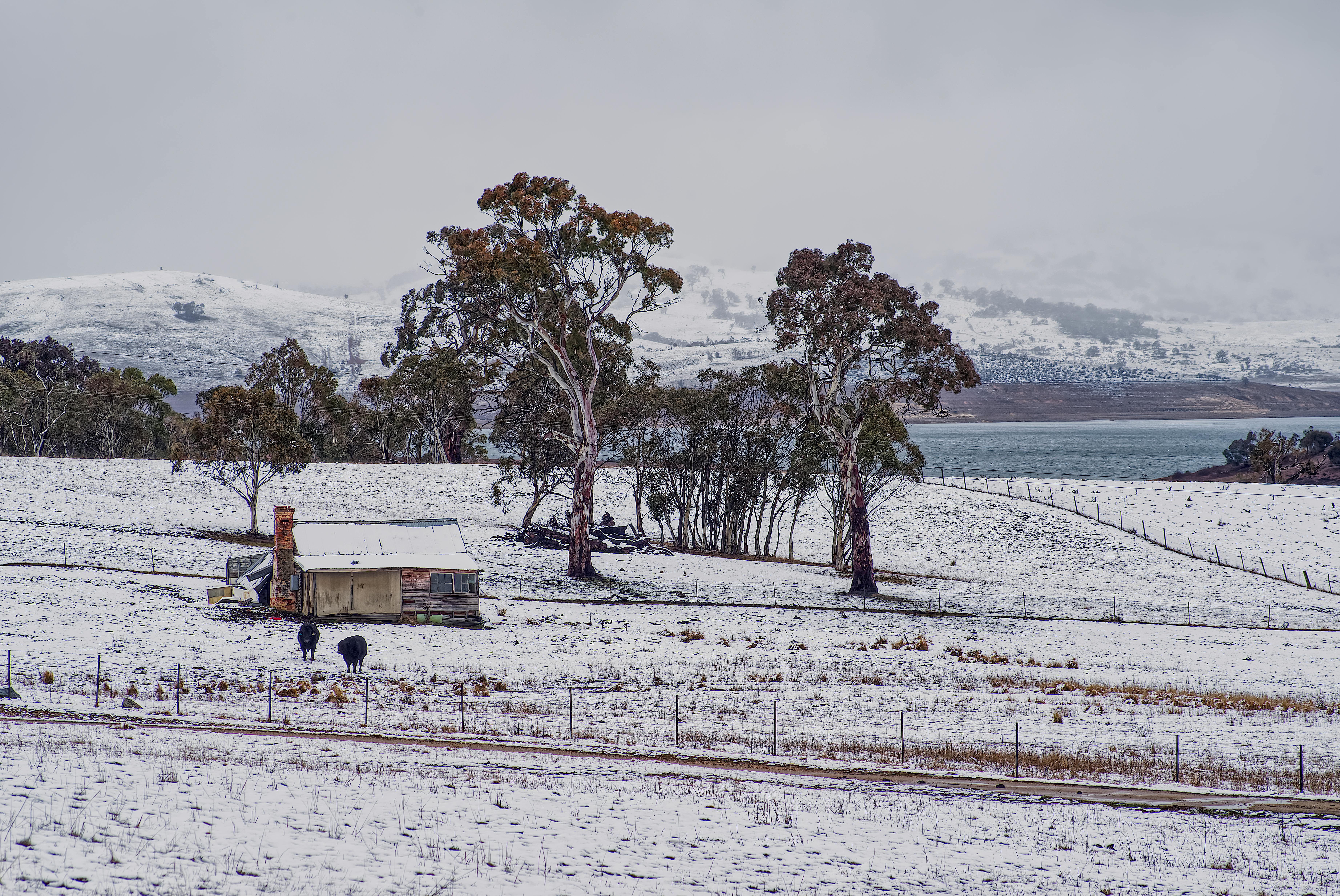 Snowy Rural Landscape with Cabin and Trees · Free Stock Photo