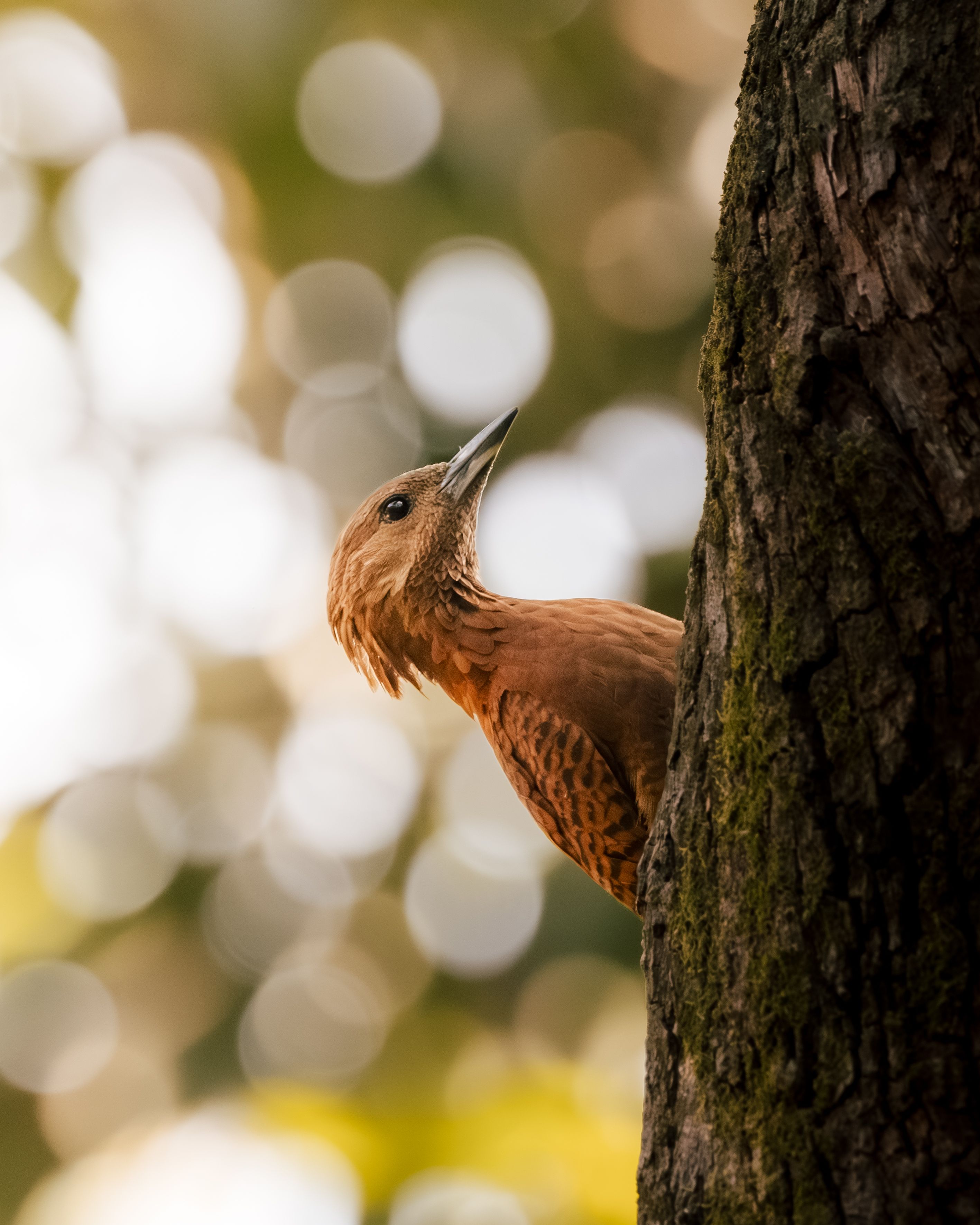 Indian Woodpecker on Tree Trunk Close-Up · Free Stock Photo