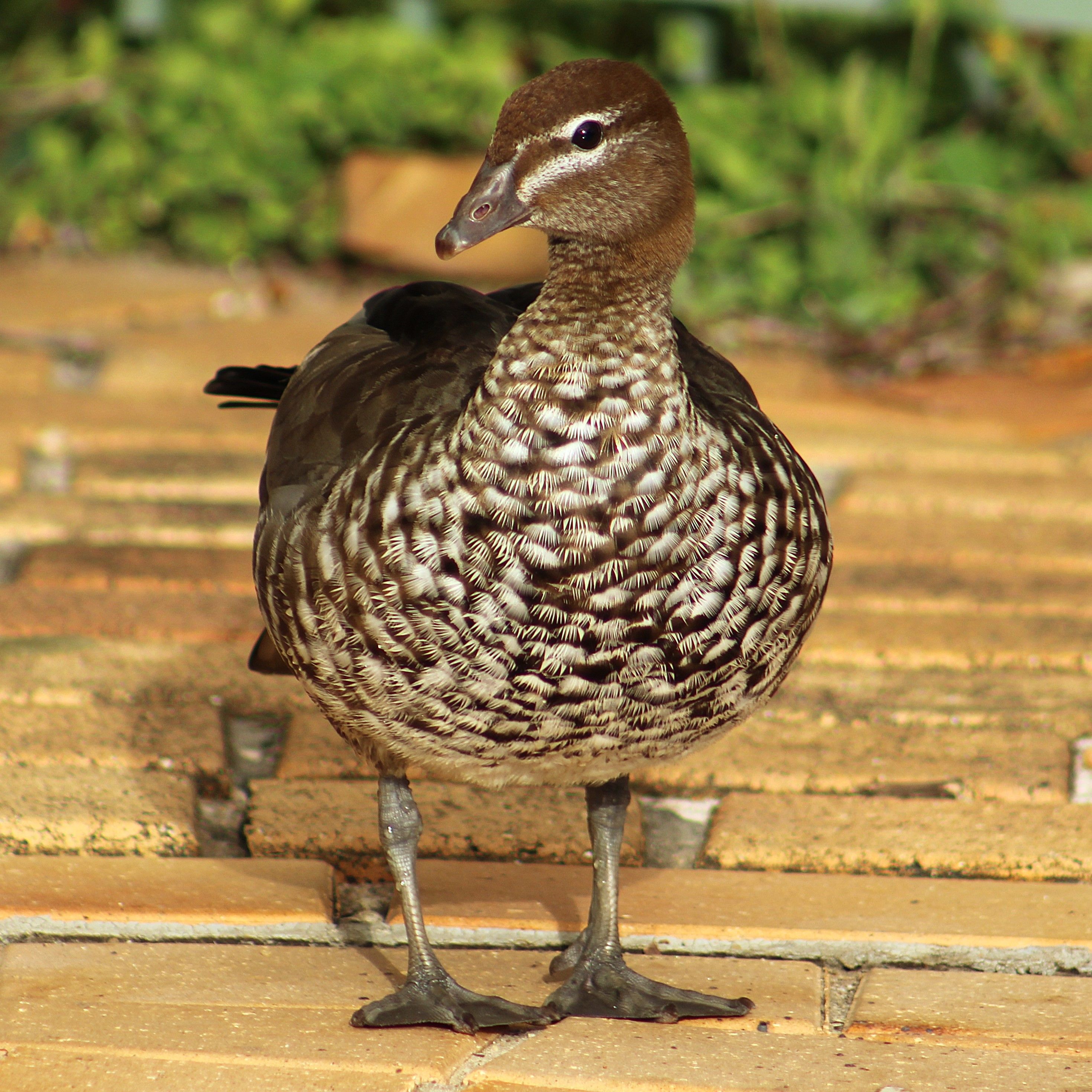 Close-up of a Wood Duck on a Brick Pathway · Free Stock Photo