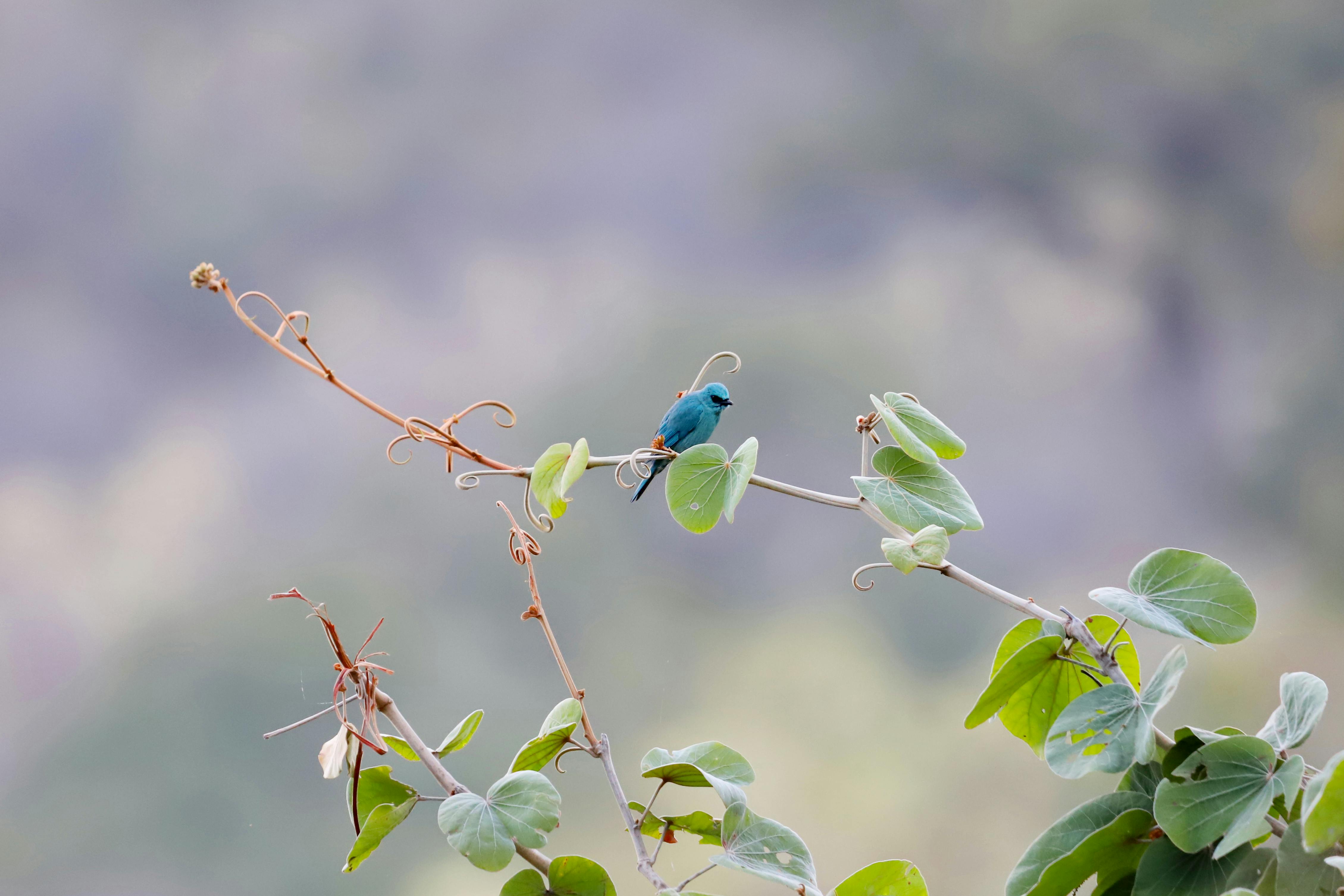Vibrant Bird on a Vine in Natural Habitat · Free Stock Photo