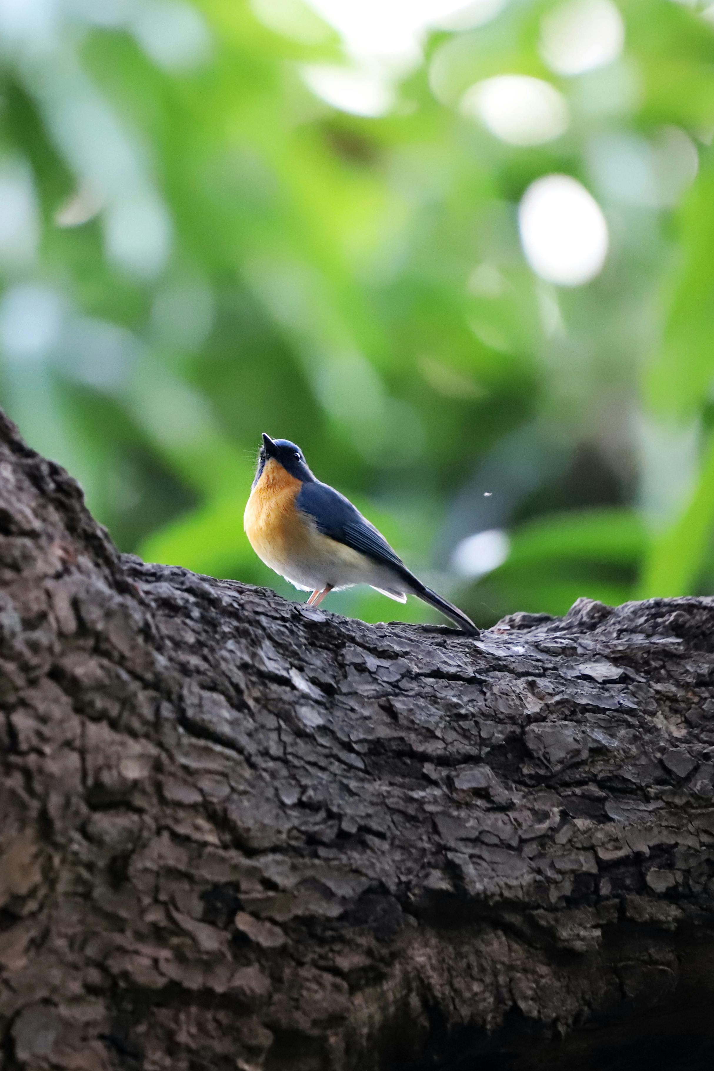 Colorful Songbird on Rough Bark in Nature · Free Stock Photo