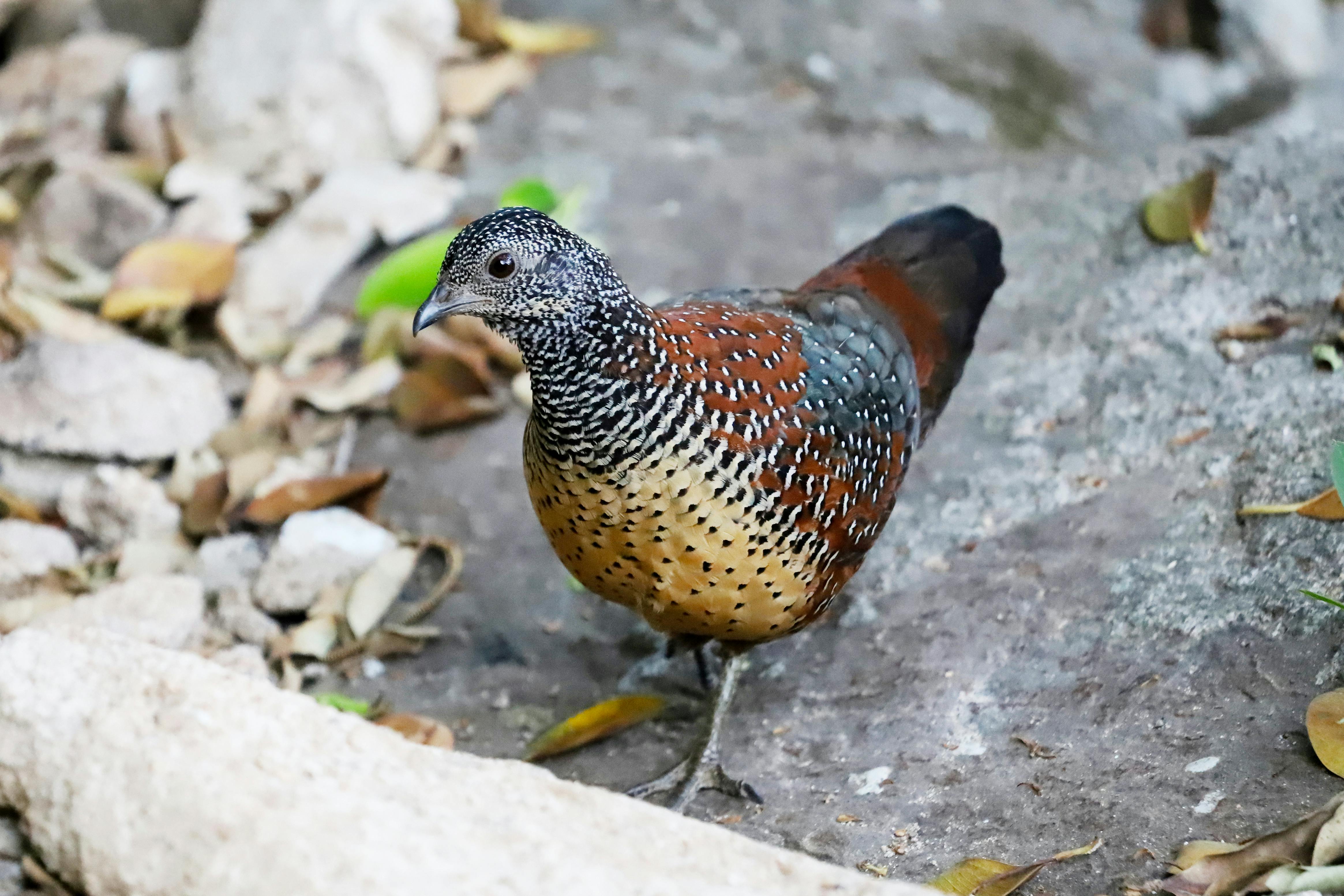 Spotted Bird on Rocks in Natural Habitat · Free Stock Photo
