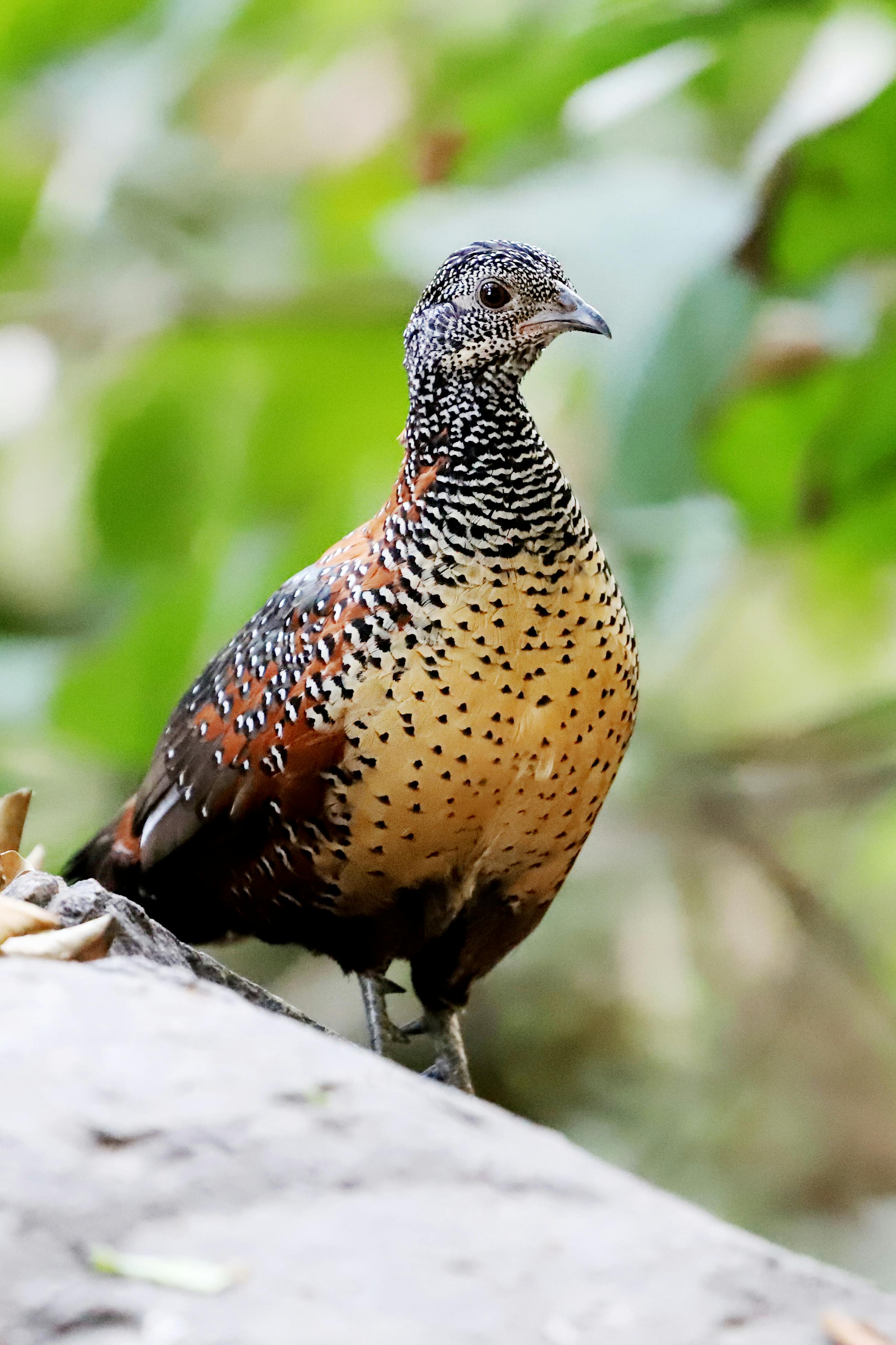 Spangled Cotinga in Tropical Habitat · Free Stock Photo