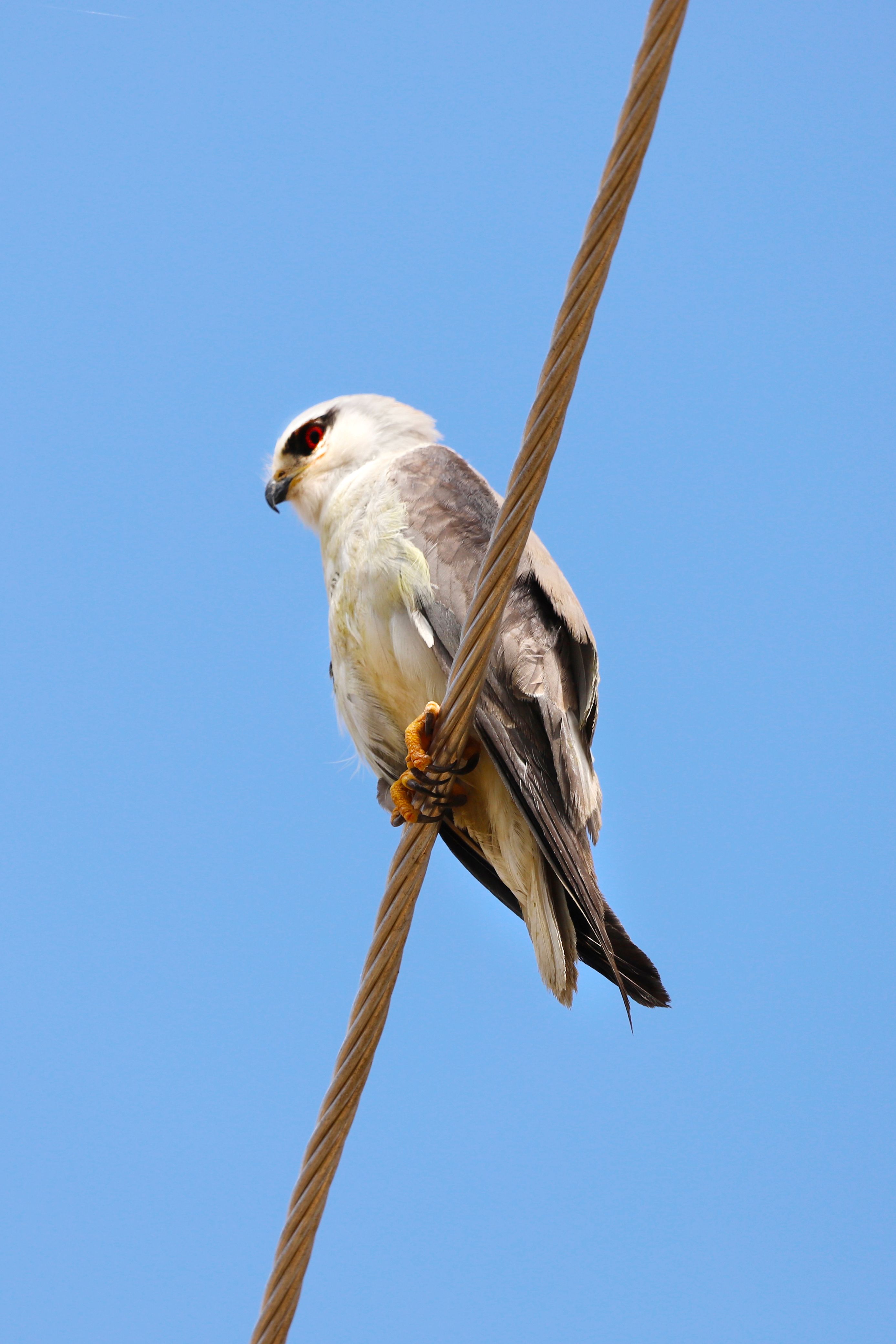 Black-winged Kite Perched on a Rope Against Clear Sky · Free Stock Photo