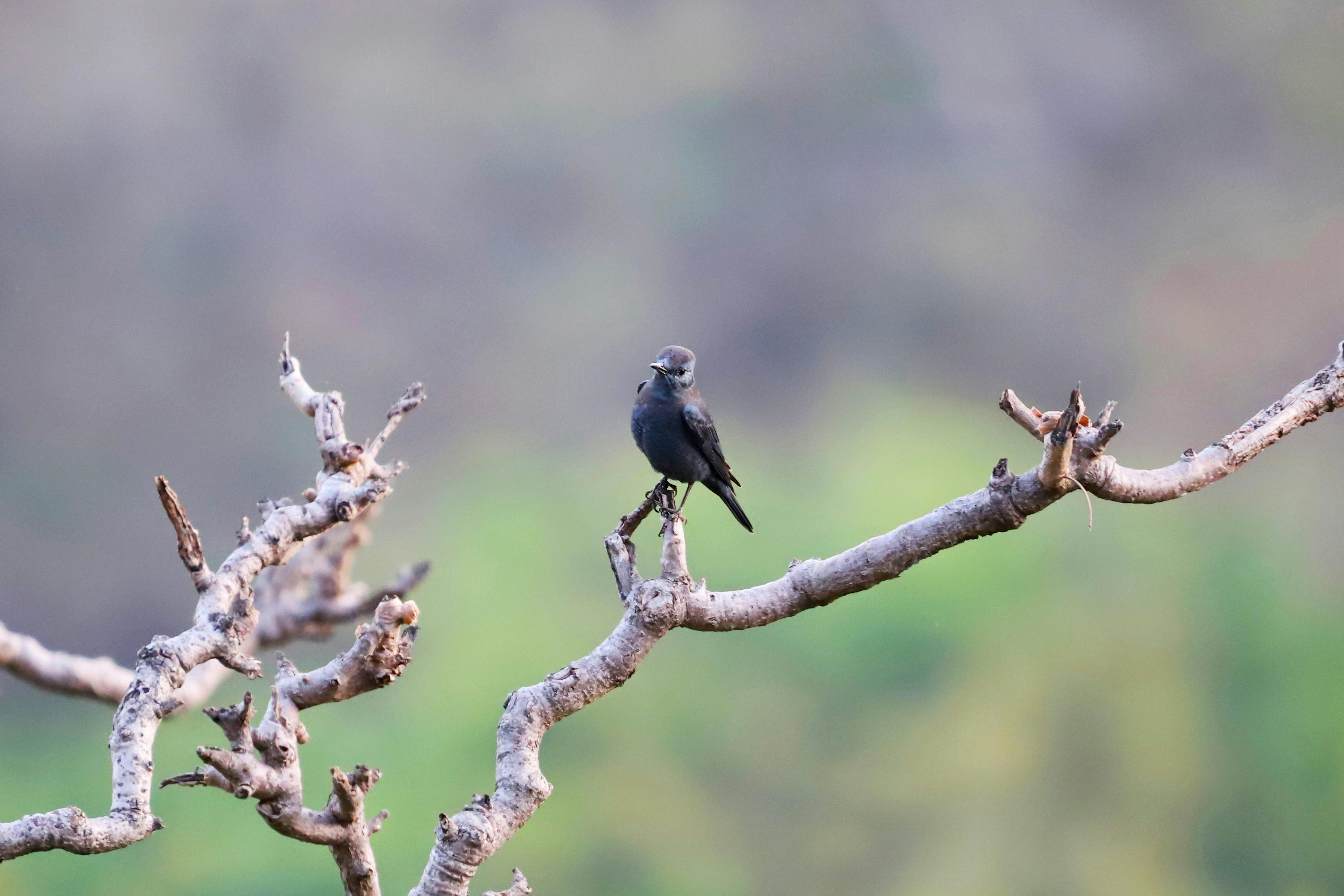 Solitary Bird on Bare Tree Branch in Spring · Free Stock Photo