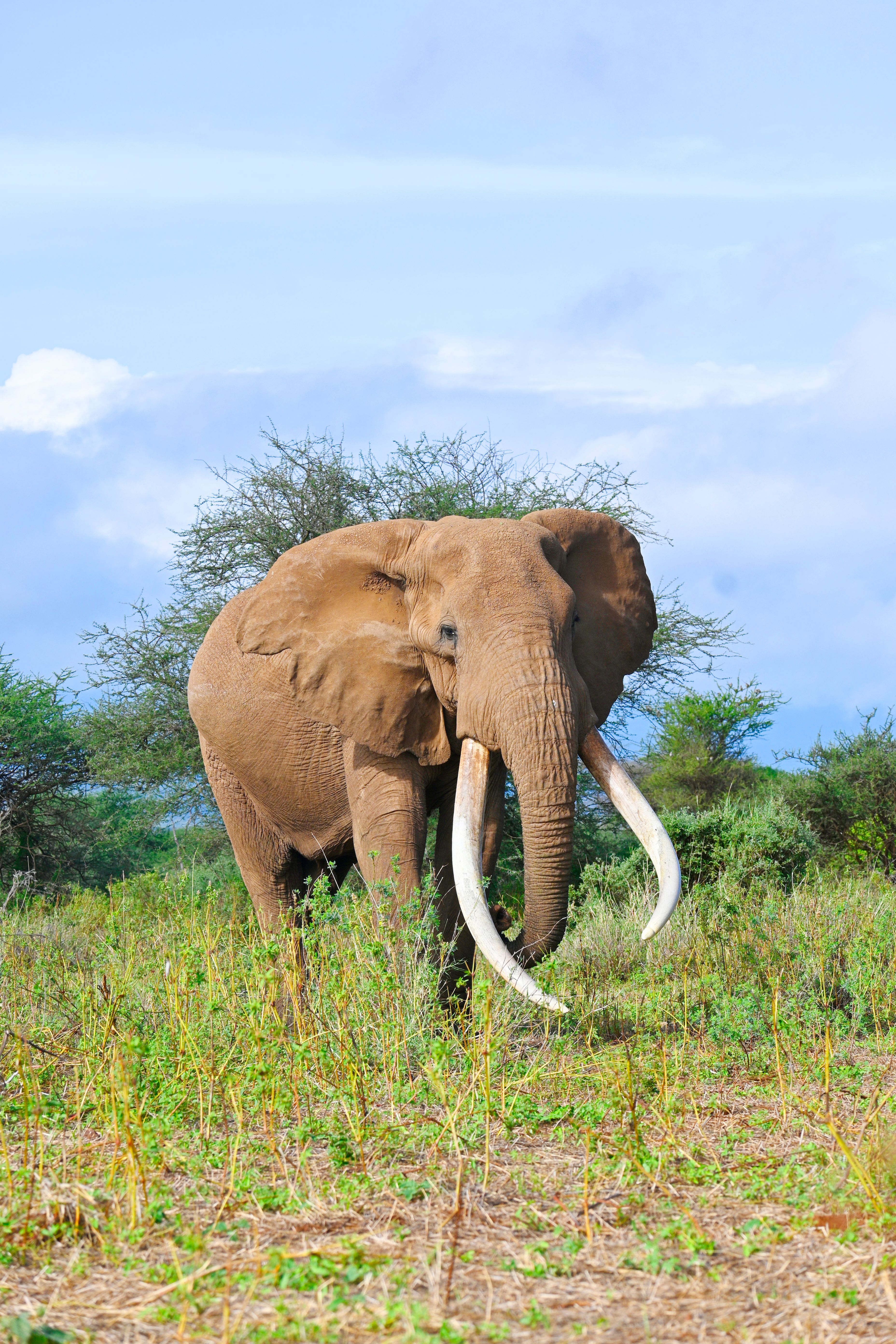 Majestic African Elephant in Kenyan Wilderness · Free Stock Photo