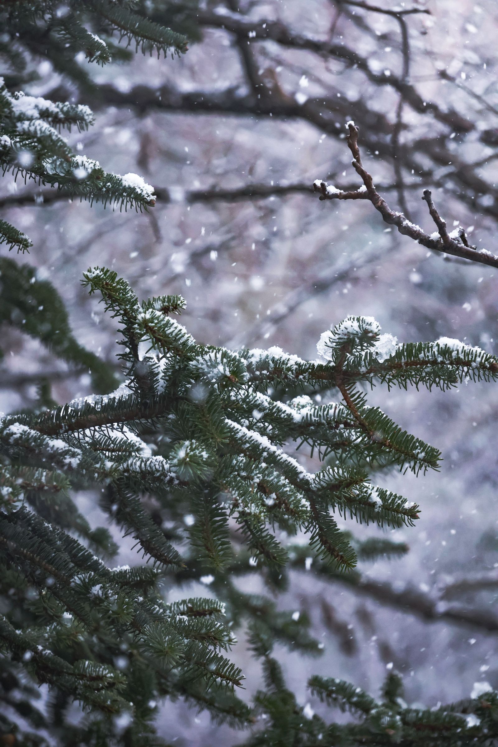 Spring Snow Wallpaper Photos, Download The BEST Free Spring Snow ...