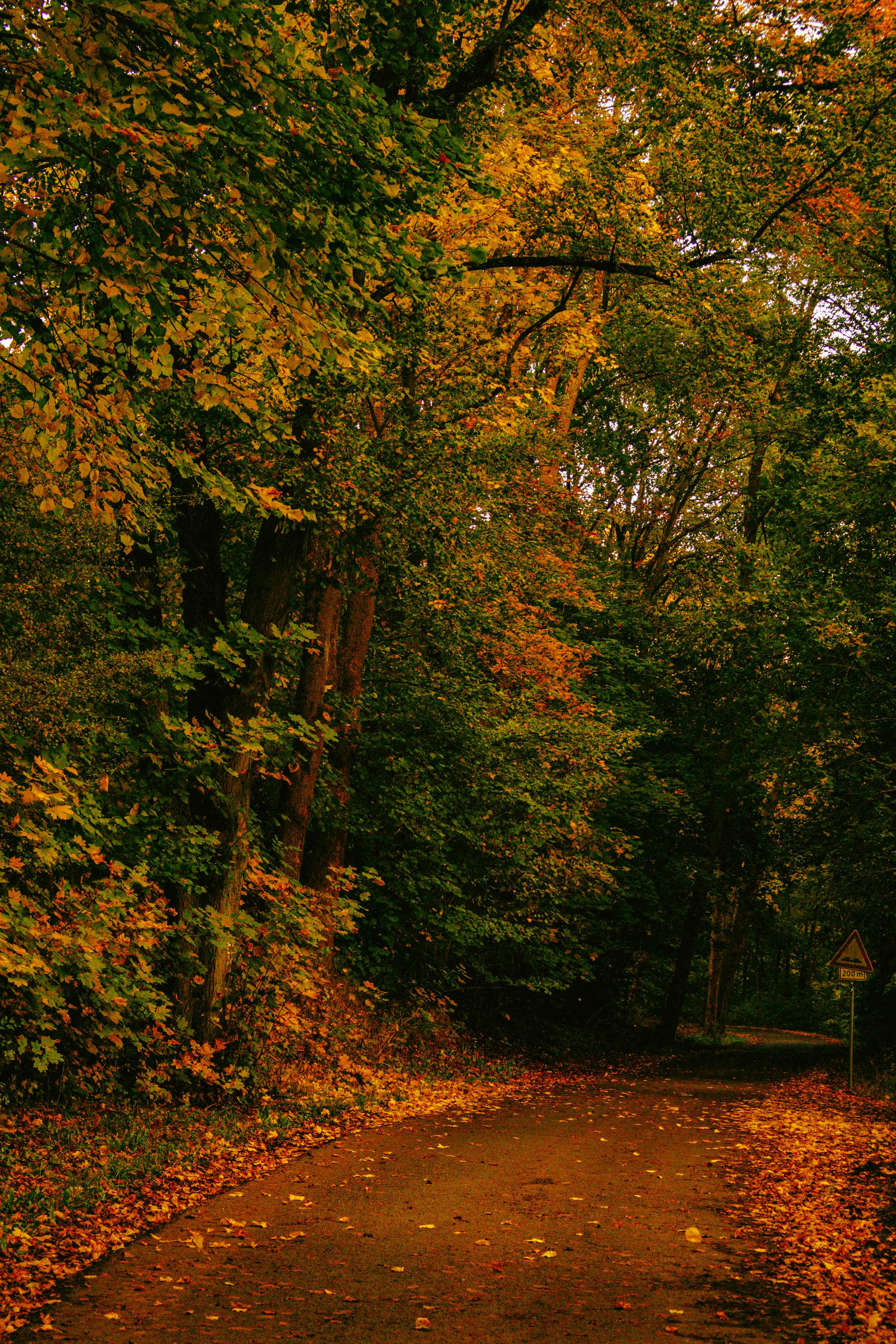 Autumn Pathway with Vibrant Foliage · Free Stock Photo