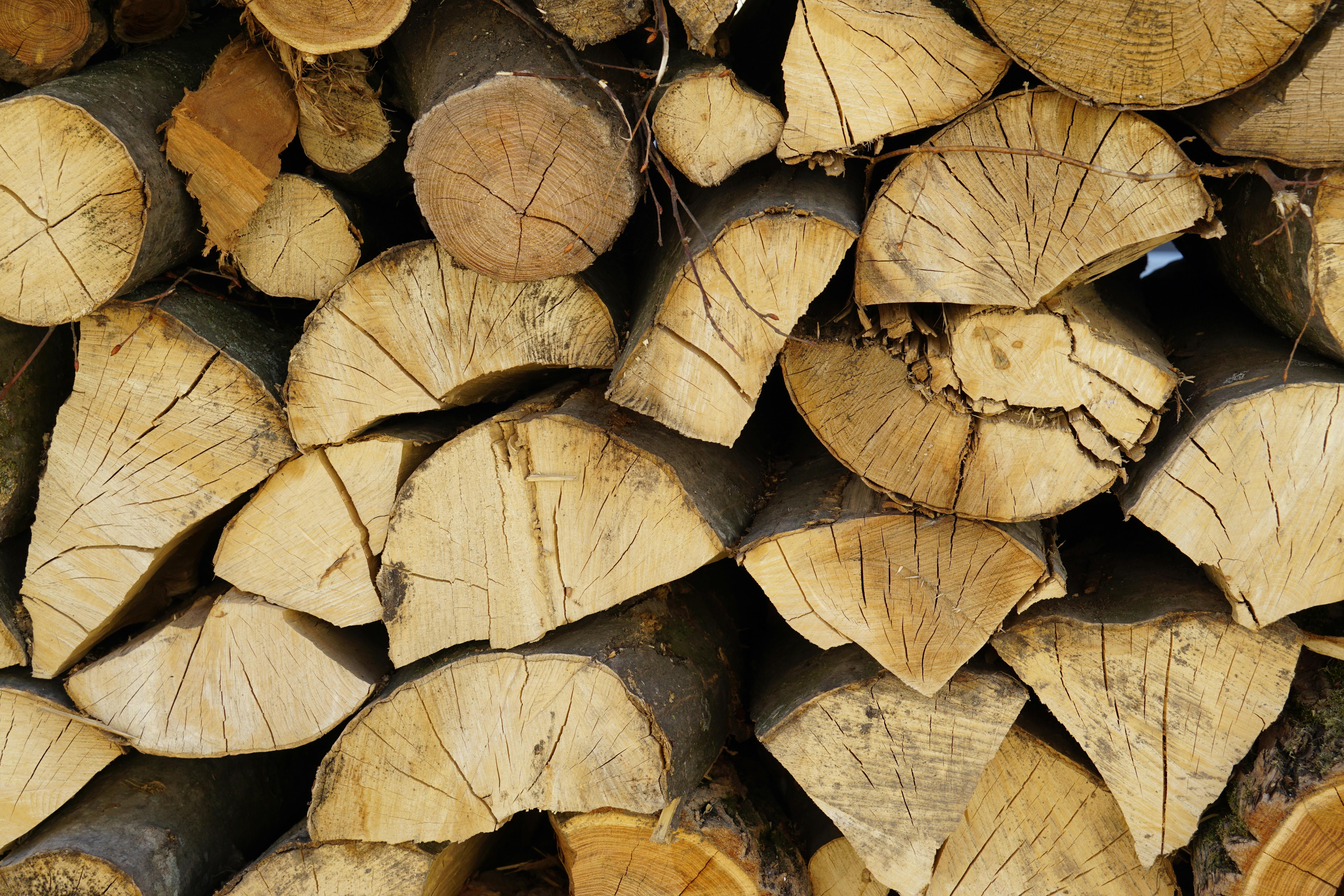 Wooden logs prepared for production of lumber · Free Stock Photo
