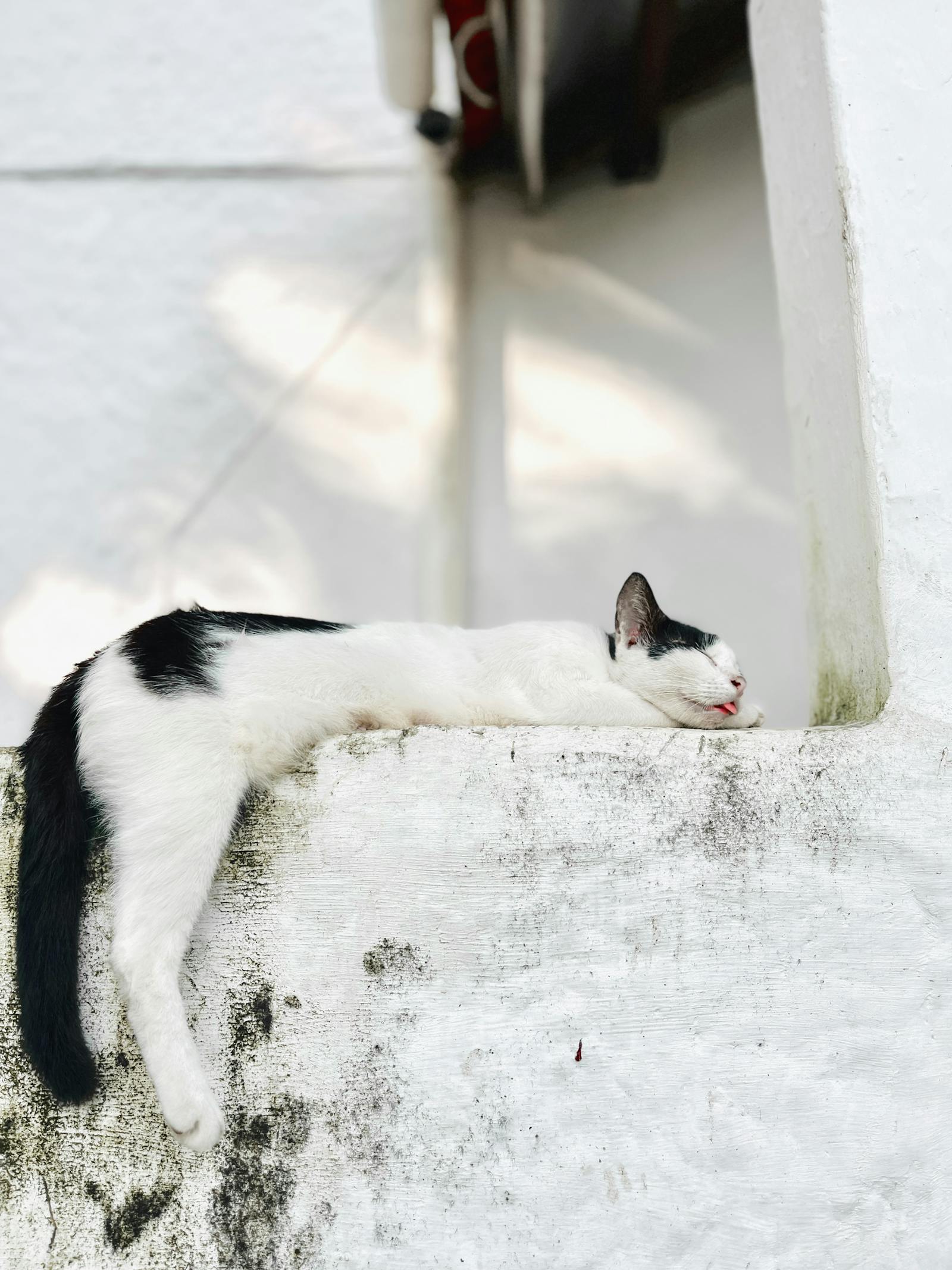 Sleeping Cats Photos, Download The BEST Free Sleeping Cats Stock Photos ...