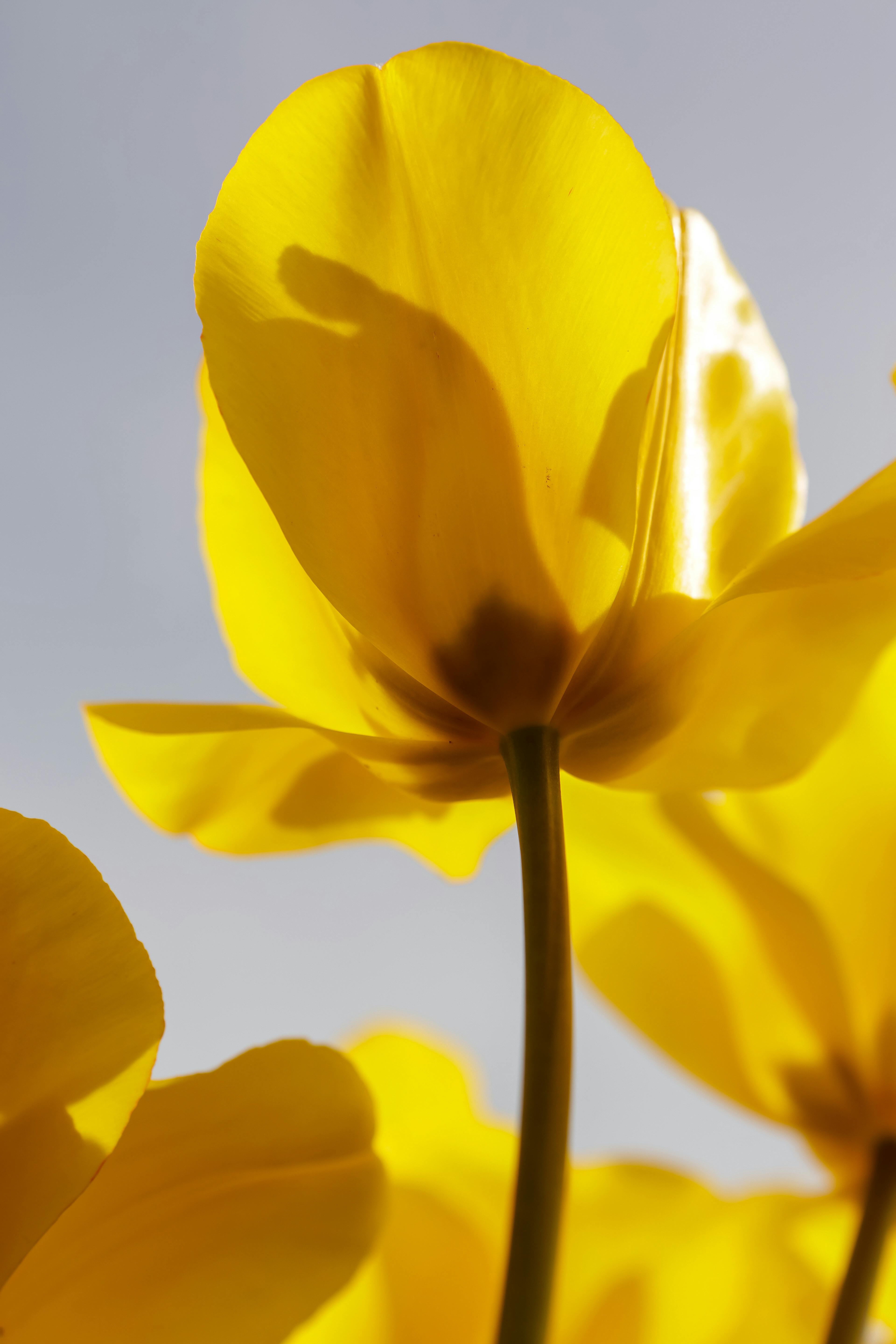 Close-up of Sunlit Yellow Tulip Petals · Free Stock Photo
