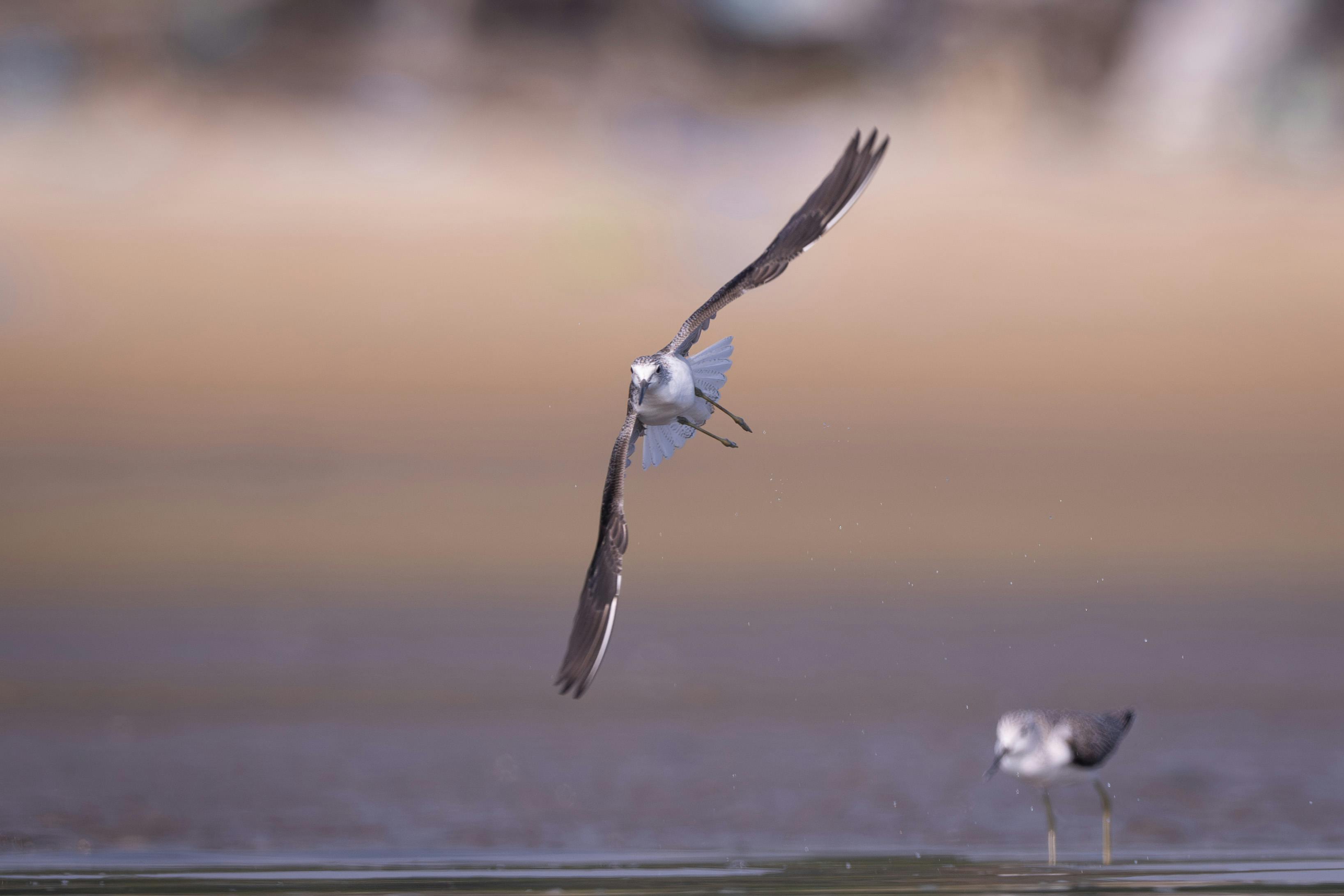 Graceful Shorebirds in Flight over Tranquil Water · Free Stock Photo