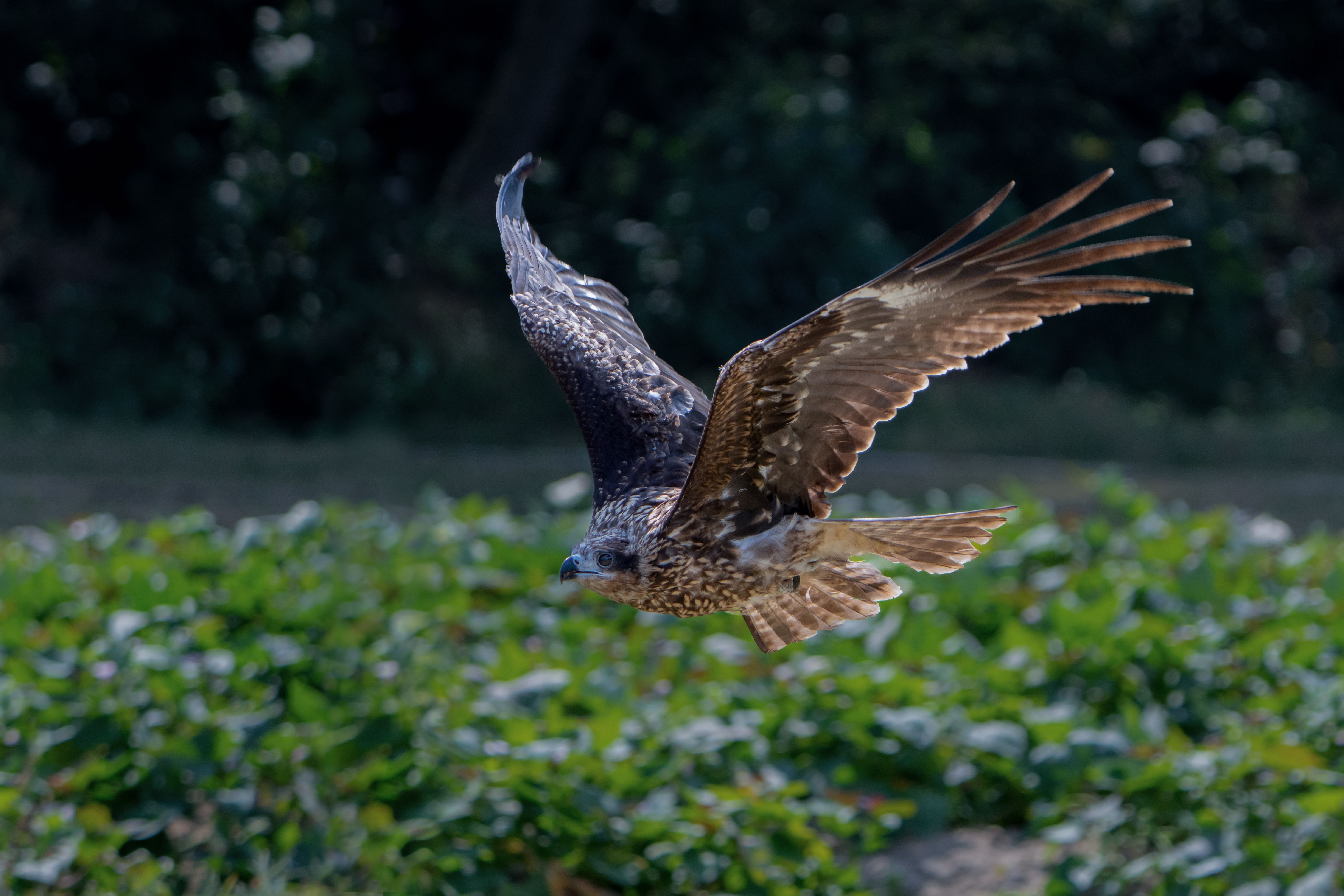 Close-up of a Hawk Soaring in Sunlit Sky · Free Stock Photo