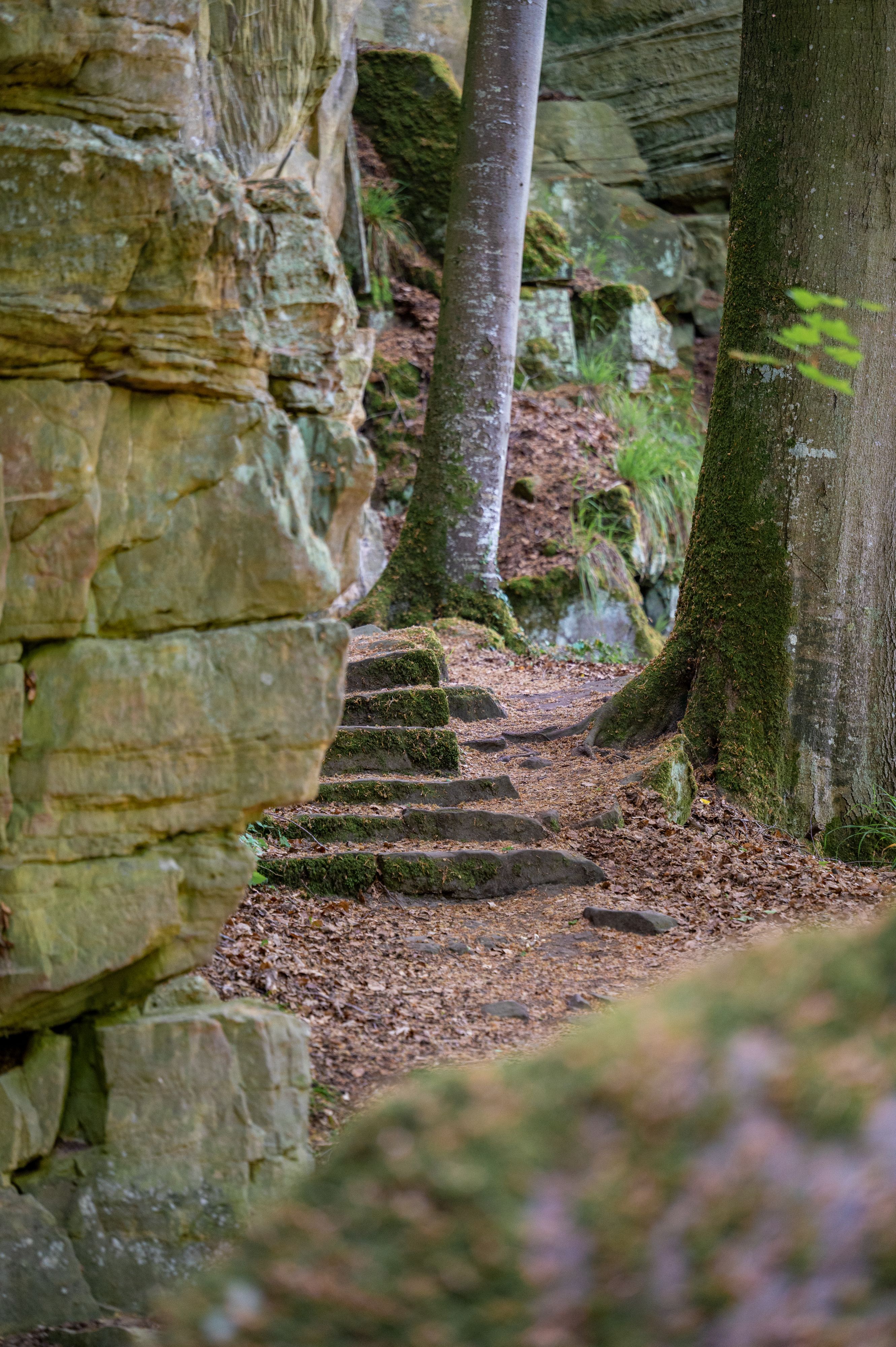 Rustic Stone Pathway Through the Forest · Free Stock Photo