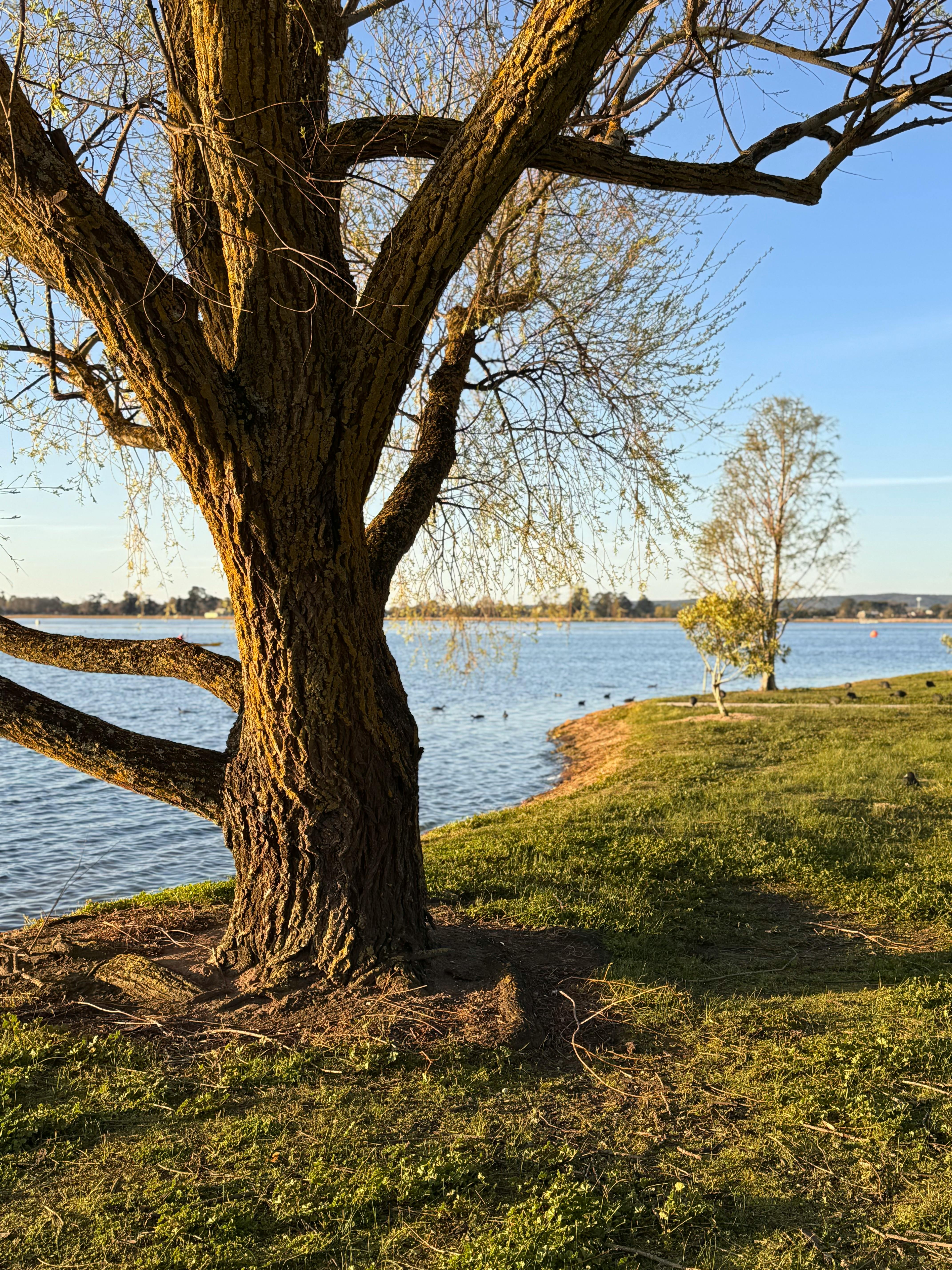 Serene Lakeside View with Tree at Sunset · Free Stock Photo