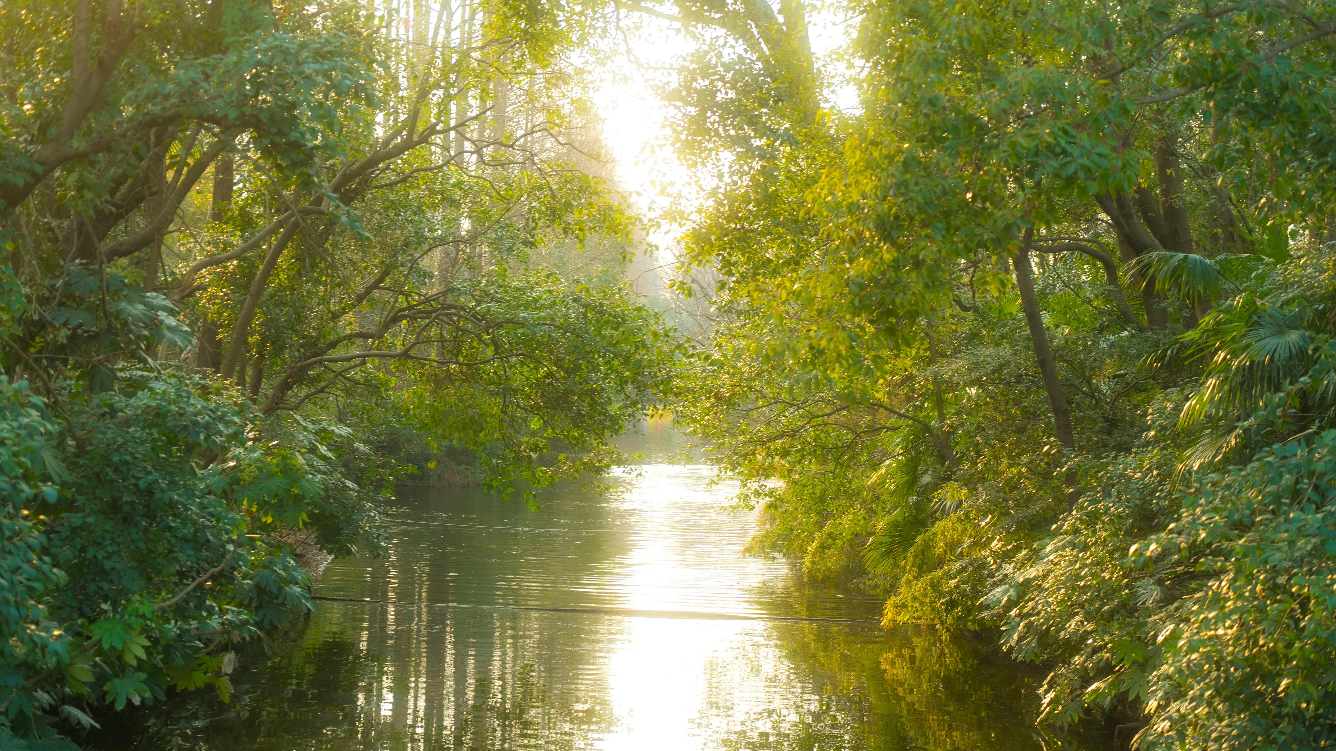 Serene River Landscape with Sunlit Trees · Free Stock Photo