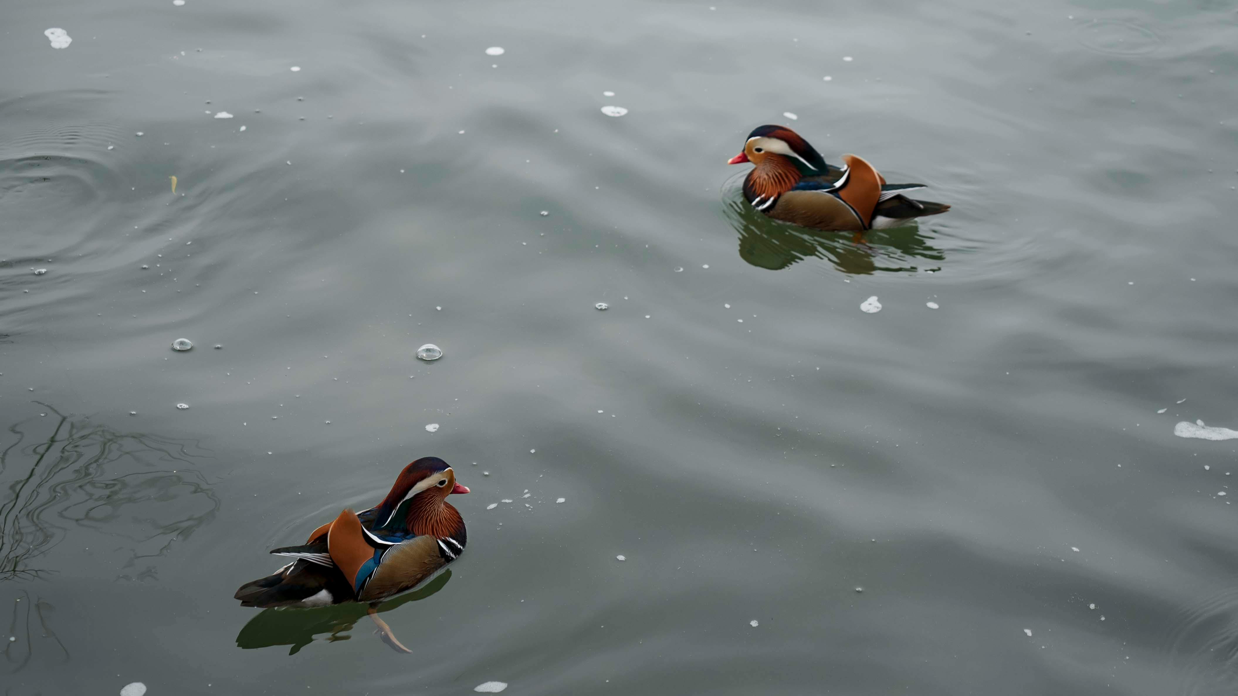 Elegant Mandarin Ducks Gliding on Tranquil Water · Free Stock Photo