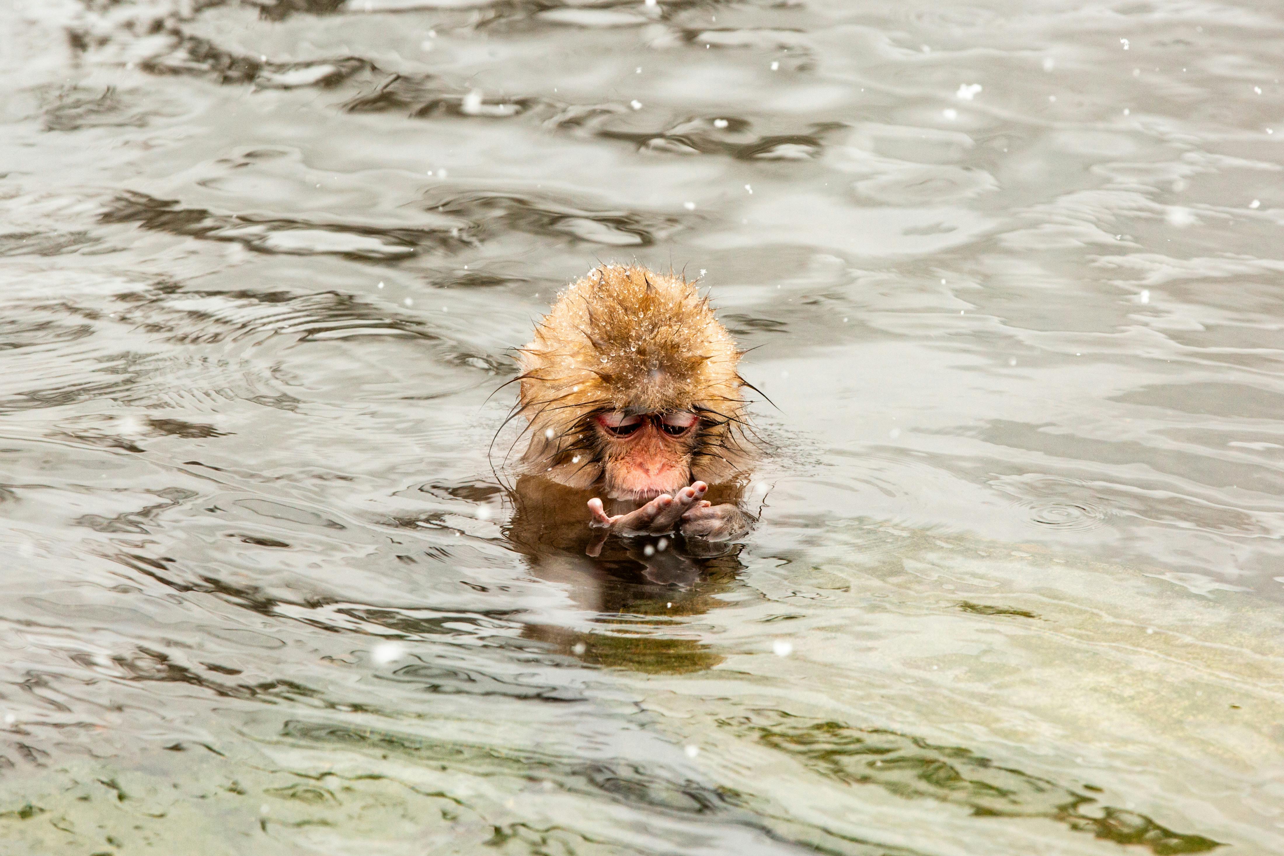 Japanese Snow Monkey Bathing in Nagano Onsen · Free Stock Photo