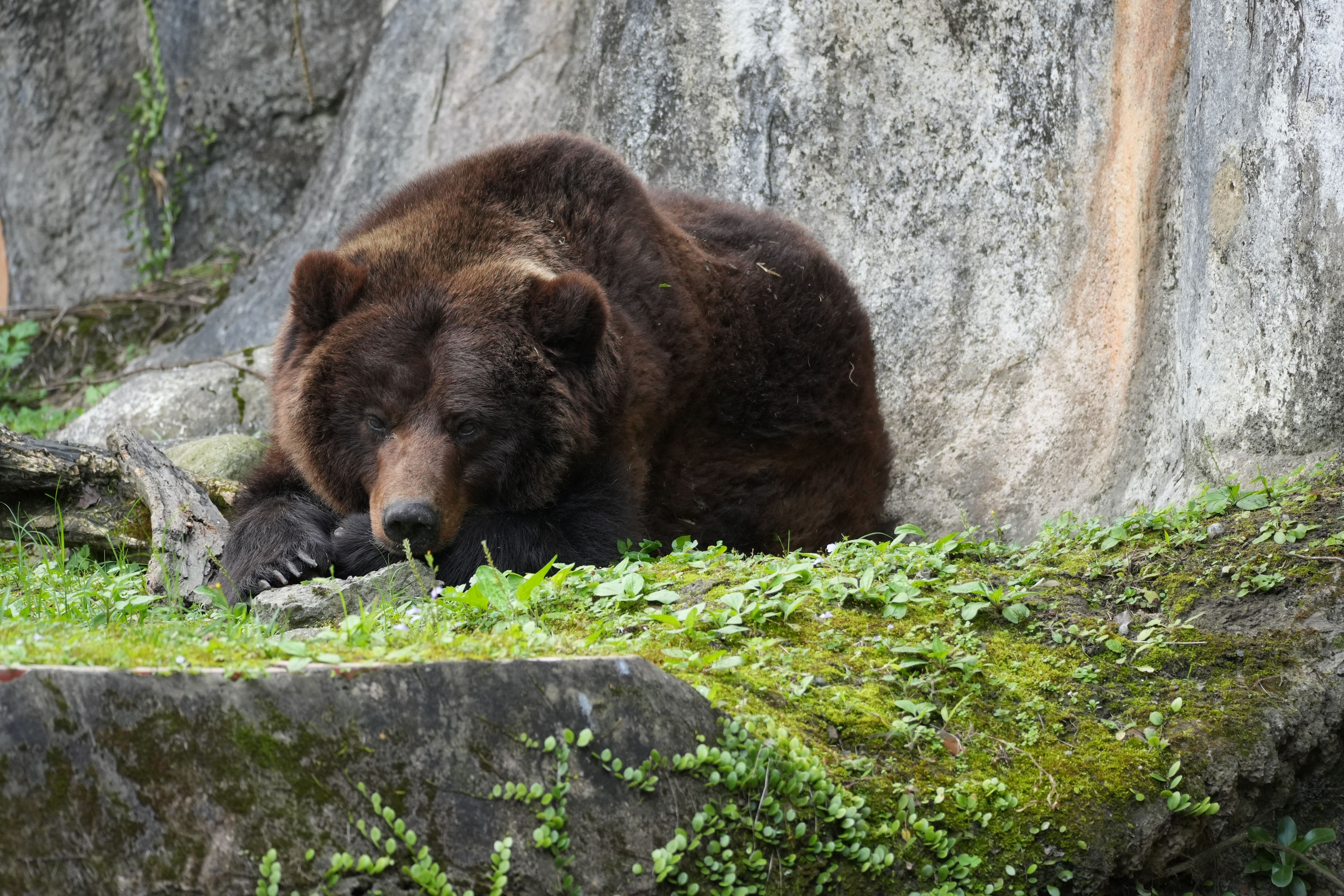 Resting Grizzly Bear in Natural Habitat · Free Stock Photo